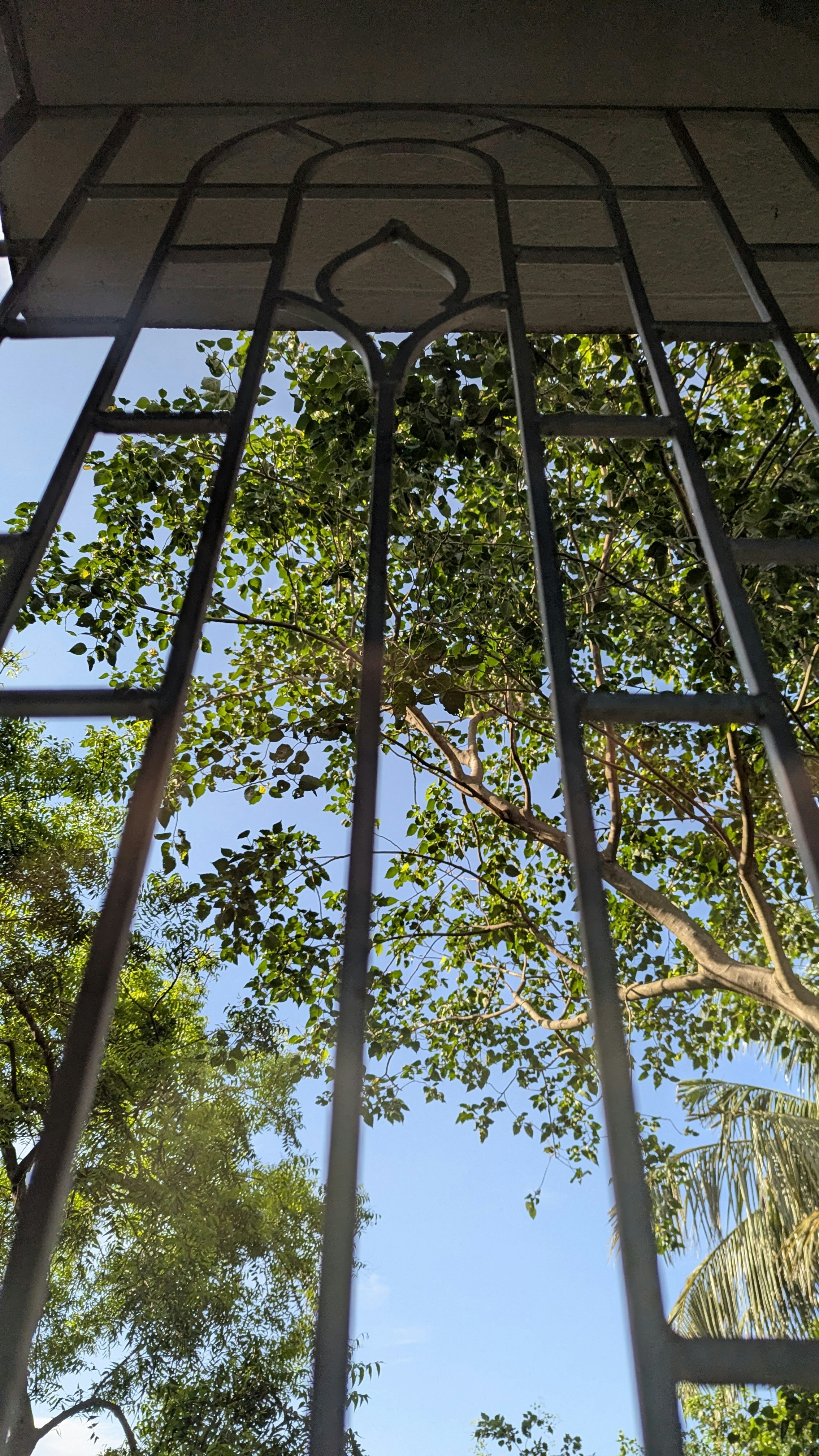 Sunlit view through ornamental iron bars toward leafy branches and a blue sky, with architectural framing creating a tunnel-like perspective.