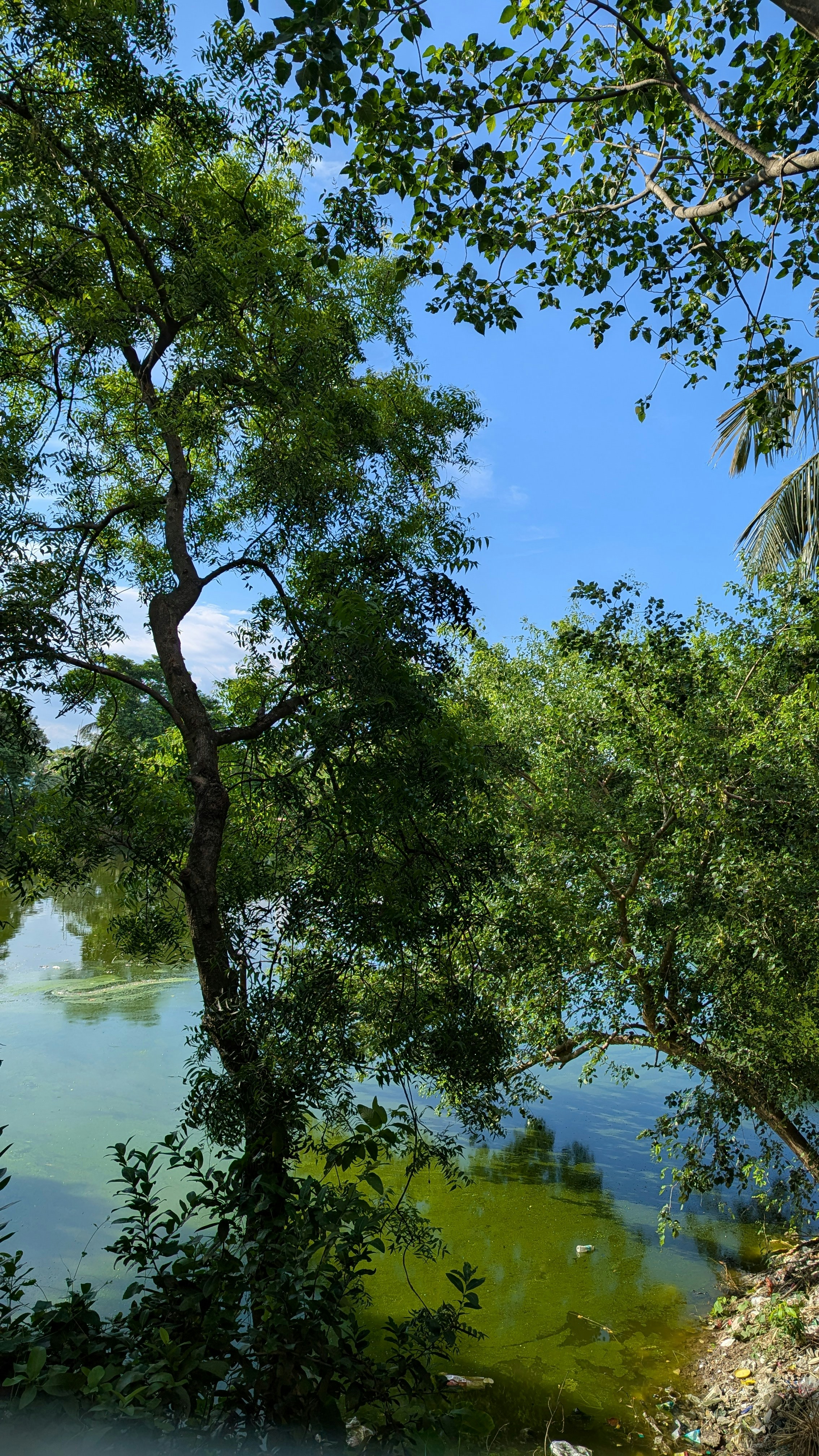 Shoreline Canopy: Sunlit Trees Reflect on Quiet Lagoon