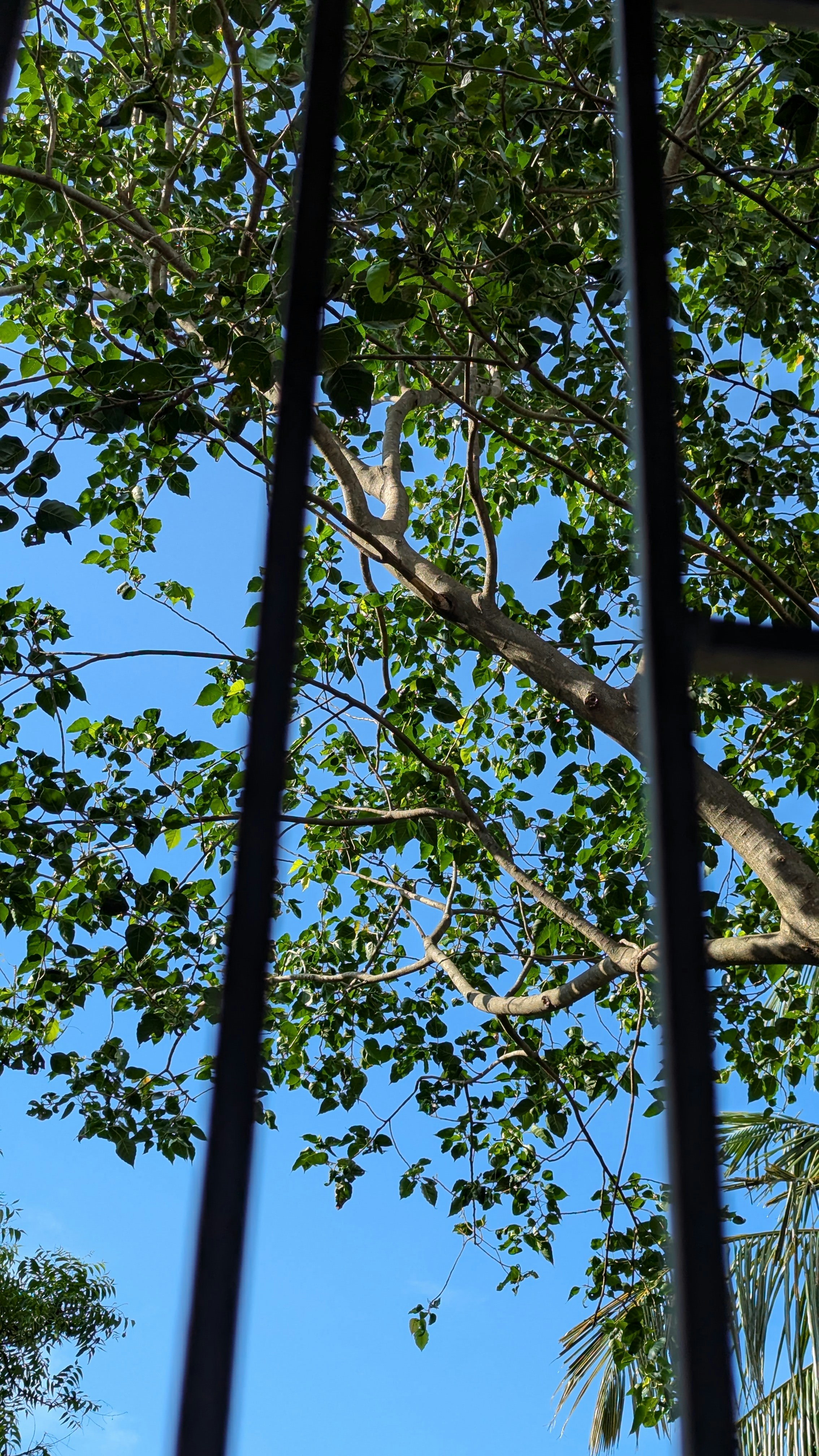 Lush green tree against blue sky behind vertical bars.