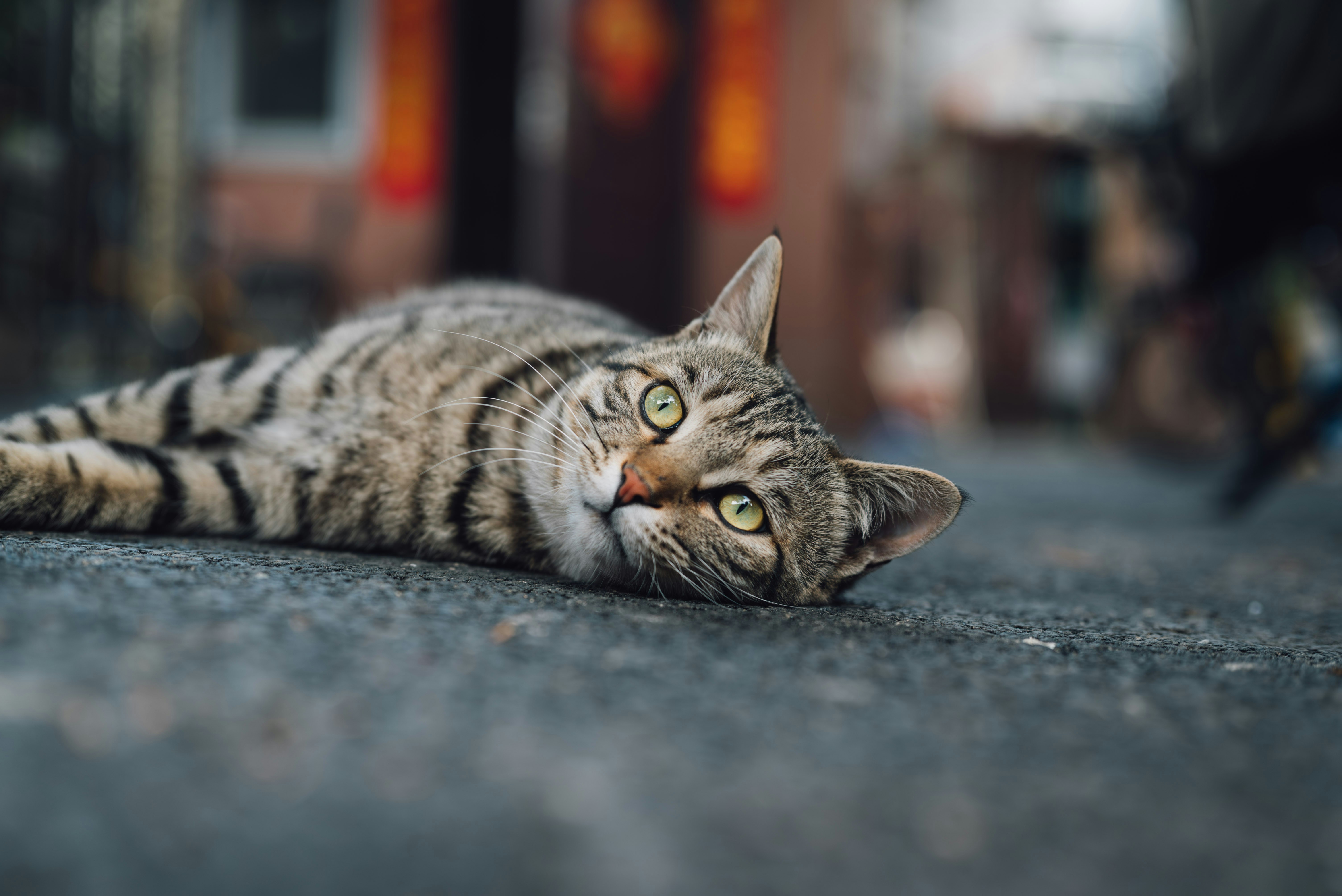Catnap on the City Street: Stripes, Gaze, and Quiet Curiosity