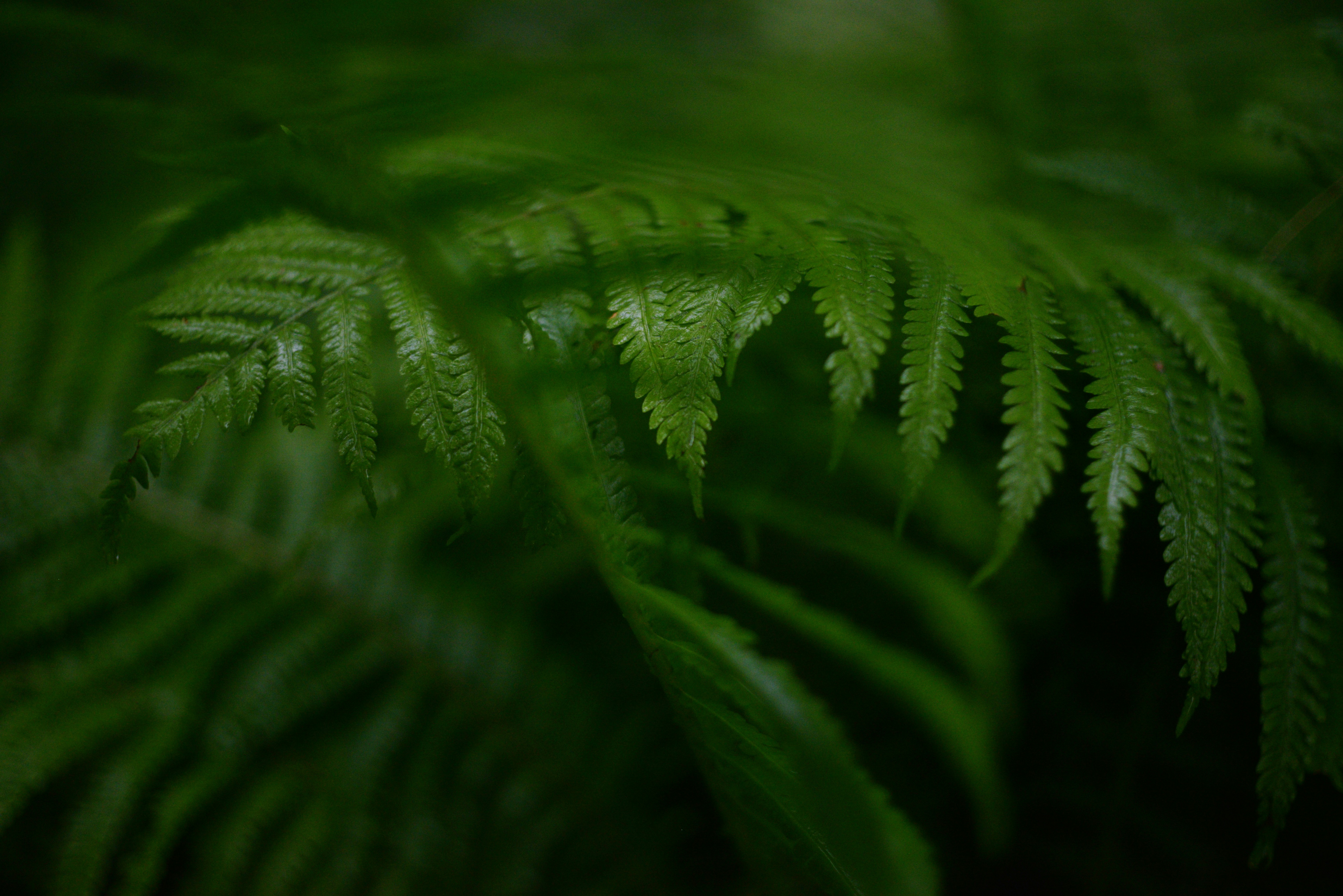 Close-up of fern fronds in lush green shade, capturing delicate leaf structure and soft depth of field. A natural, botanical detail shot.