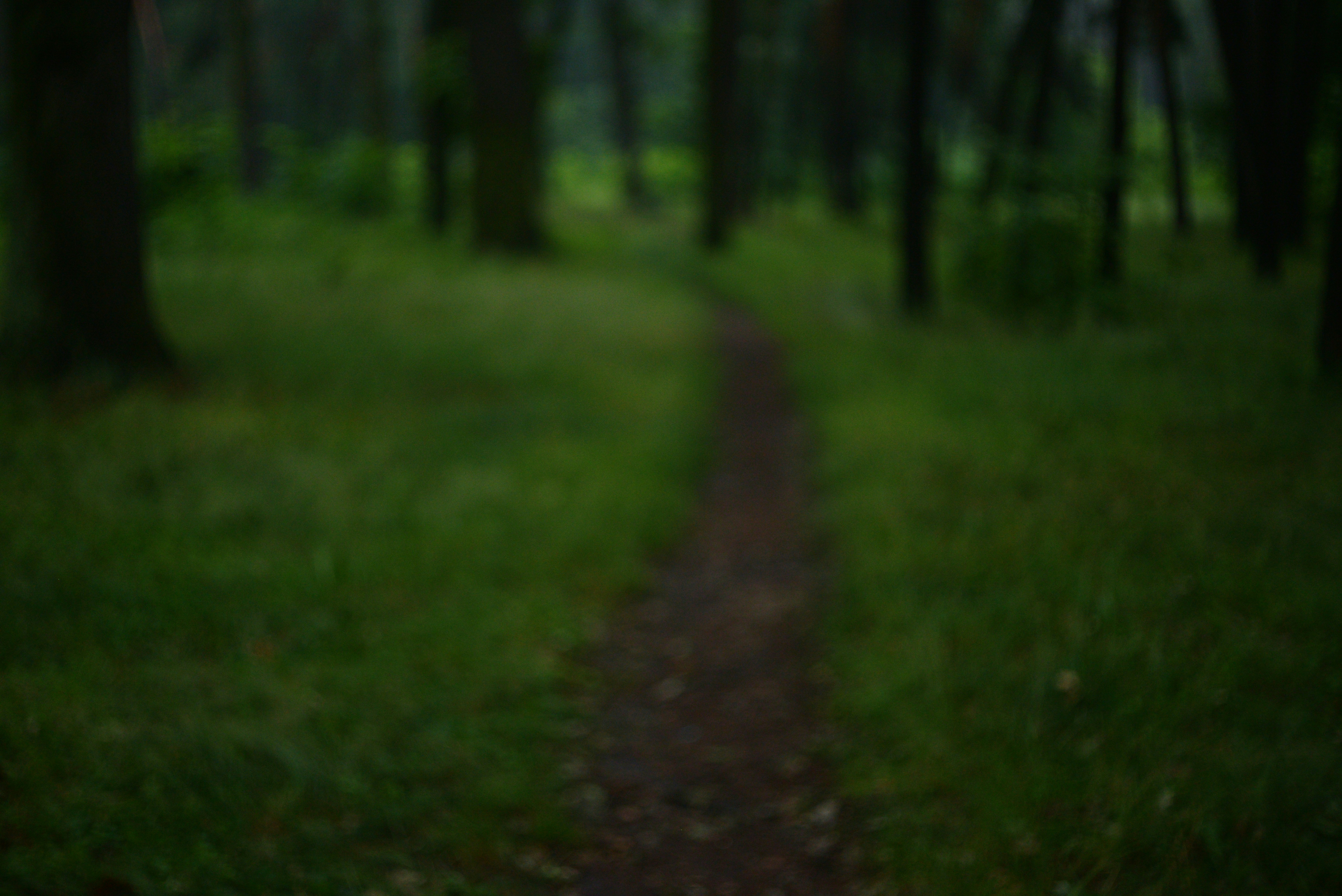 Whispering Path: A Faded Trail Through Evening Pines