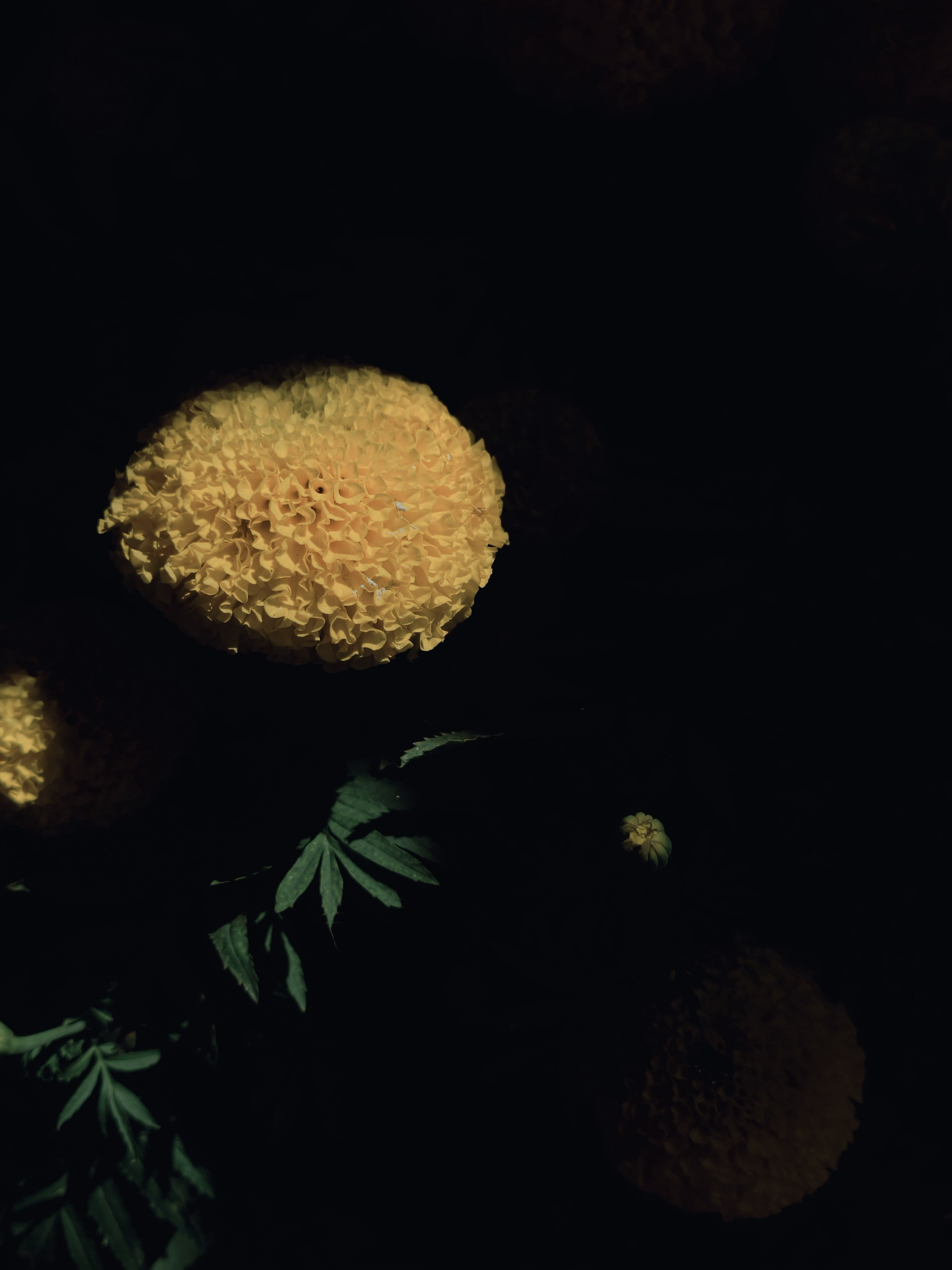 Golden Bloom in the Dark: A Quiet Night Glow