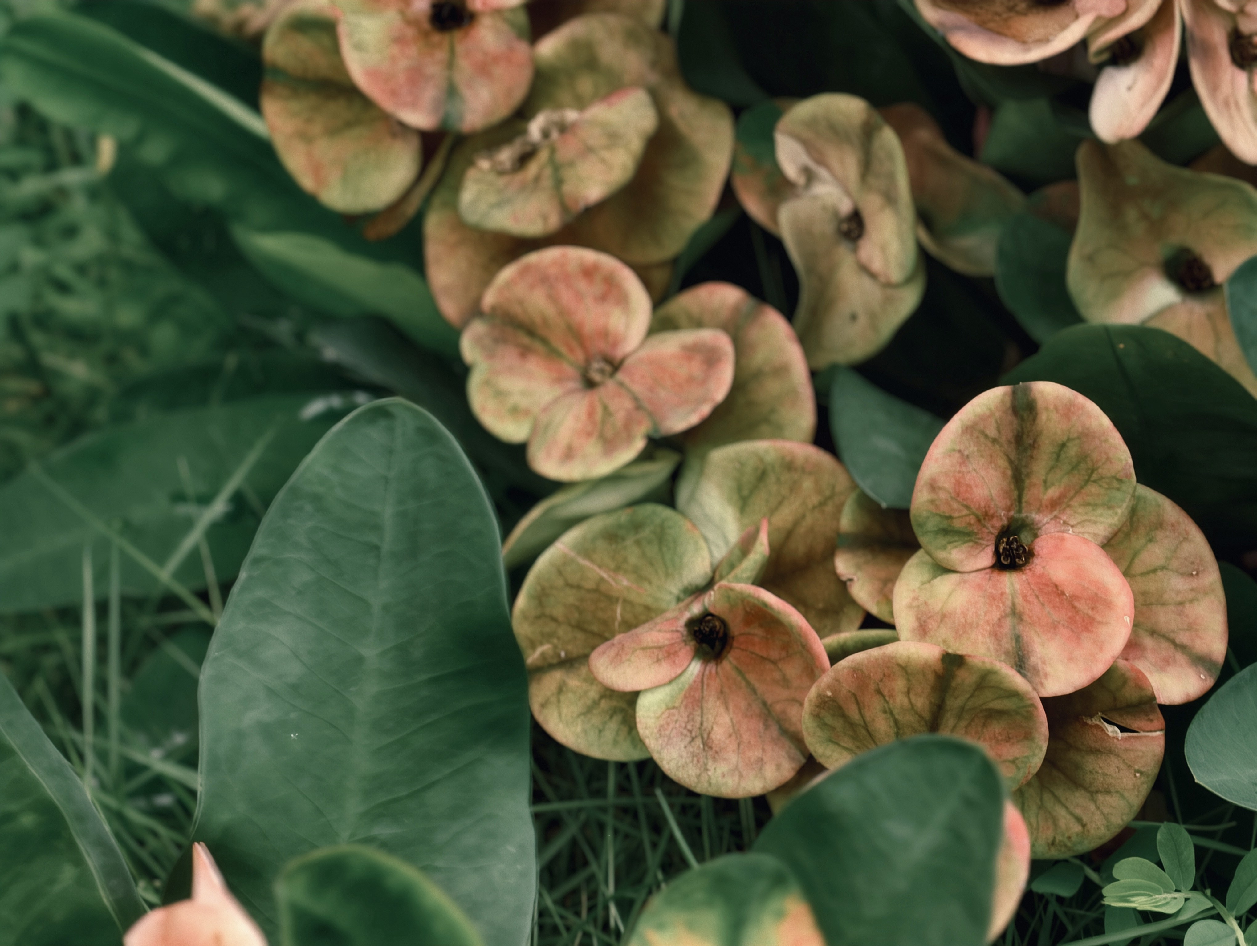 Pink-scented Copper Hydrangea Blossoms Nestled Among Broad Green Leaves
