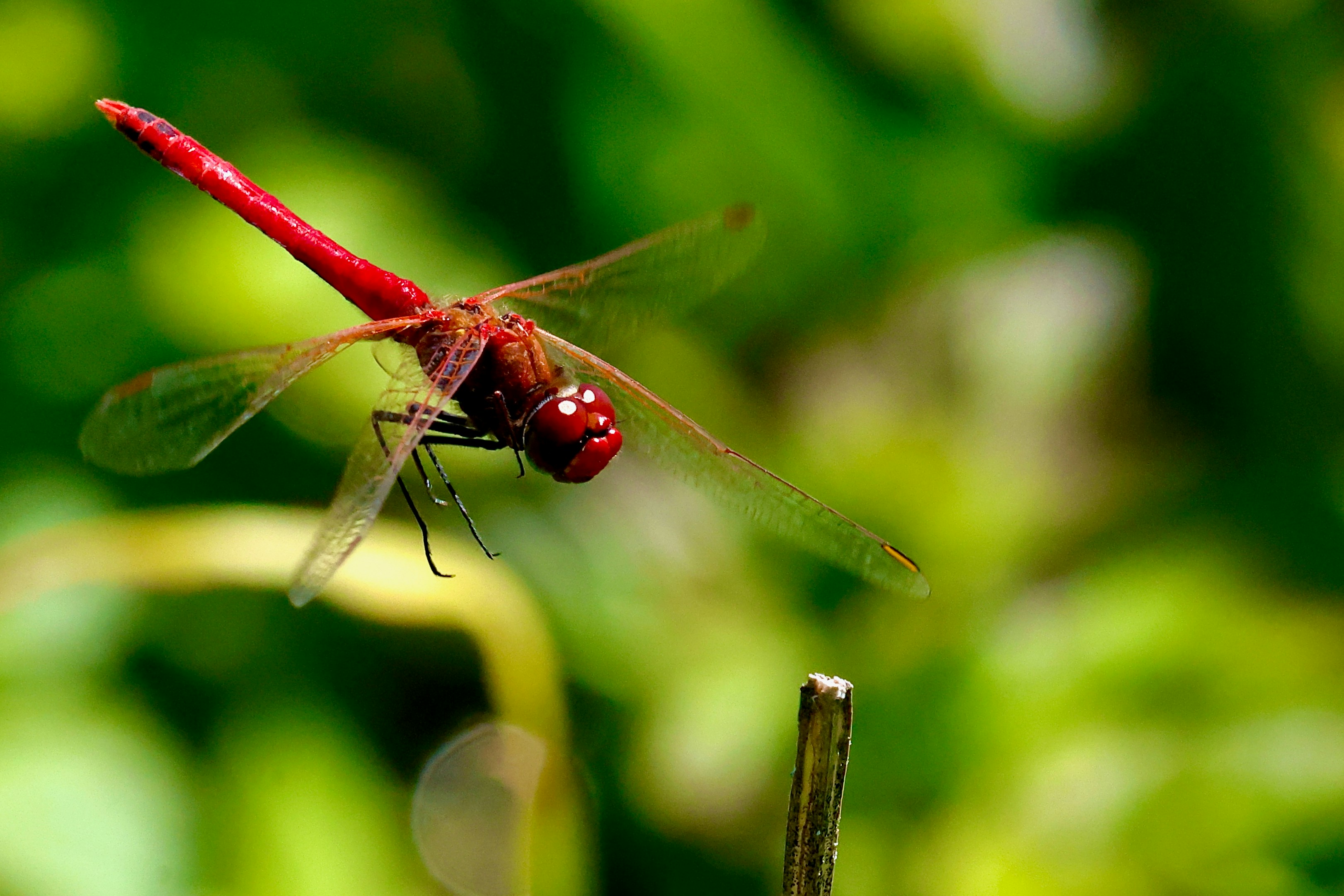 Crimson Wings on a Narrow Post