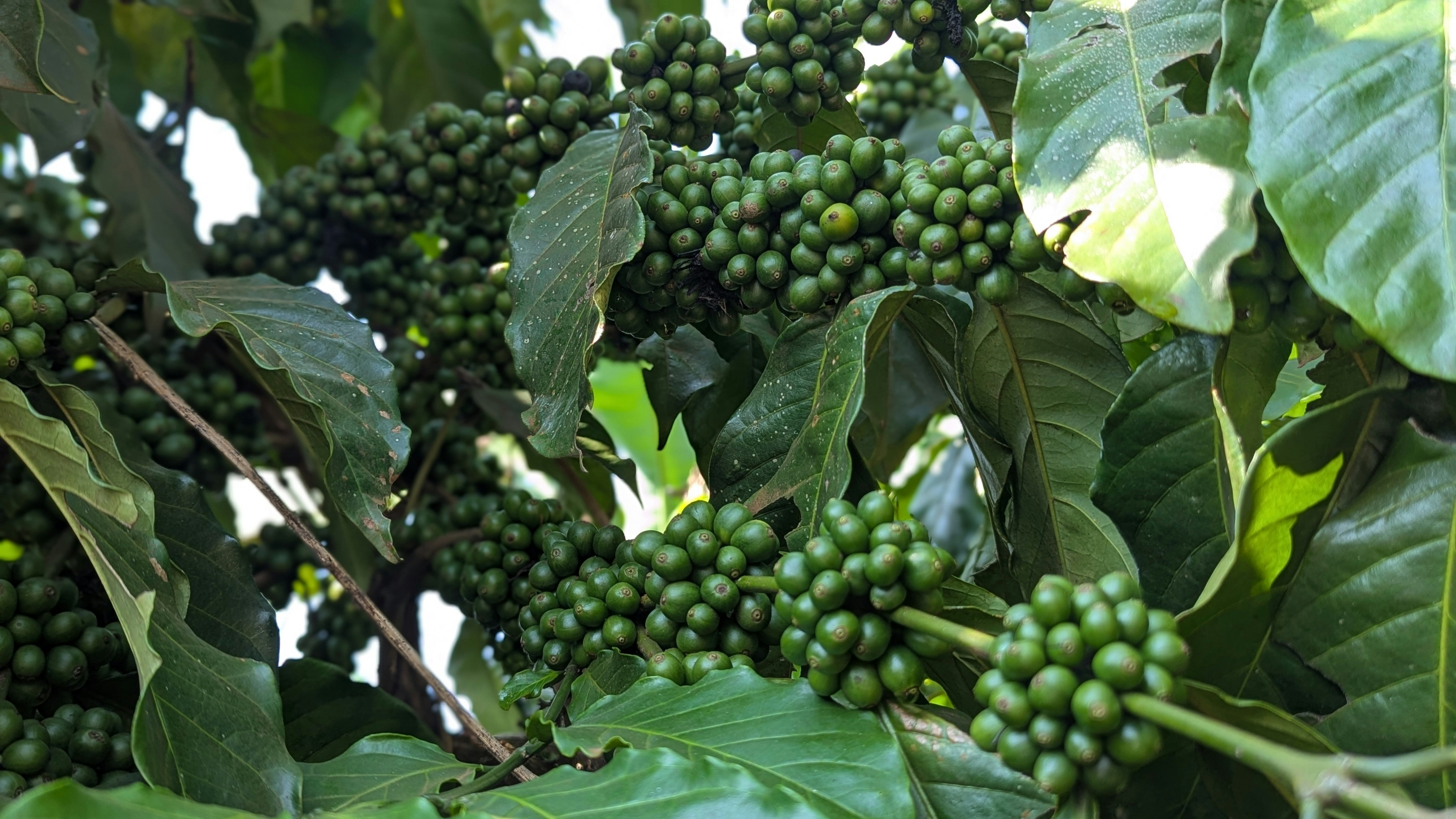 Green coffee beans ripening on a lush branch.