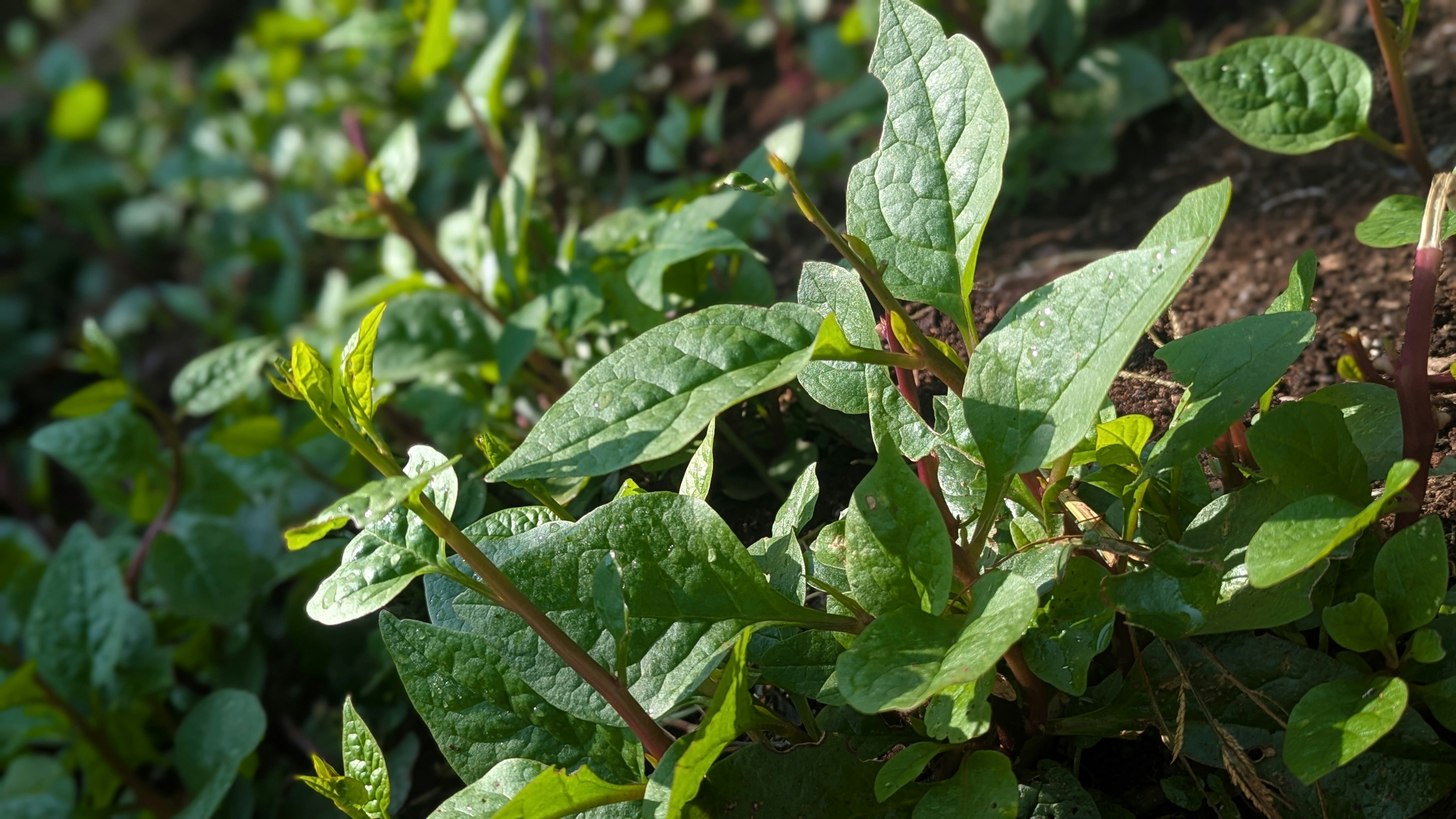 Sunlit Leaves: A Quiet Burst of Emerald Texture