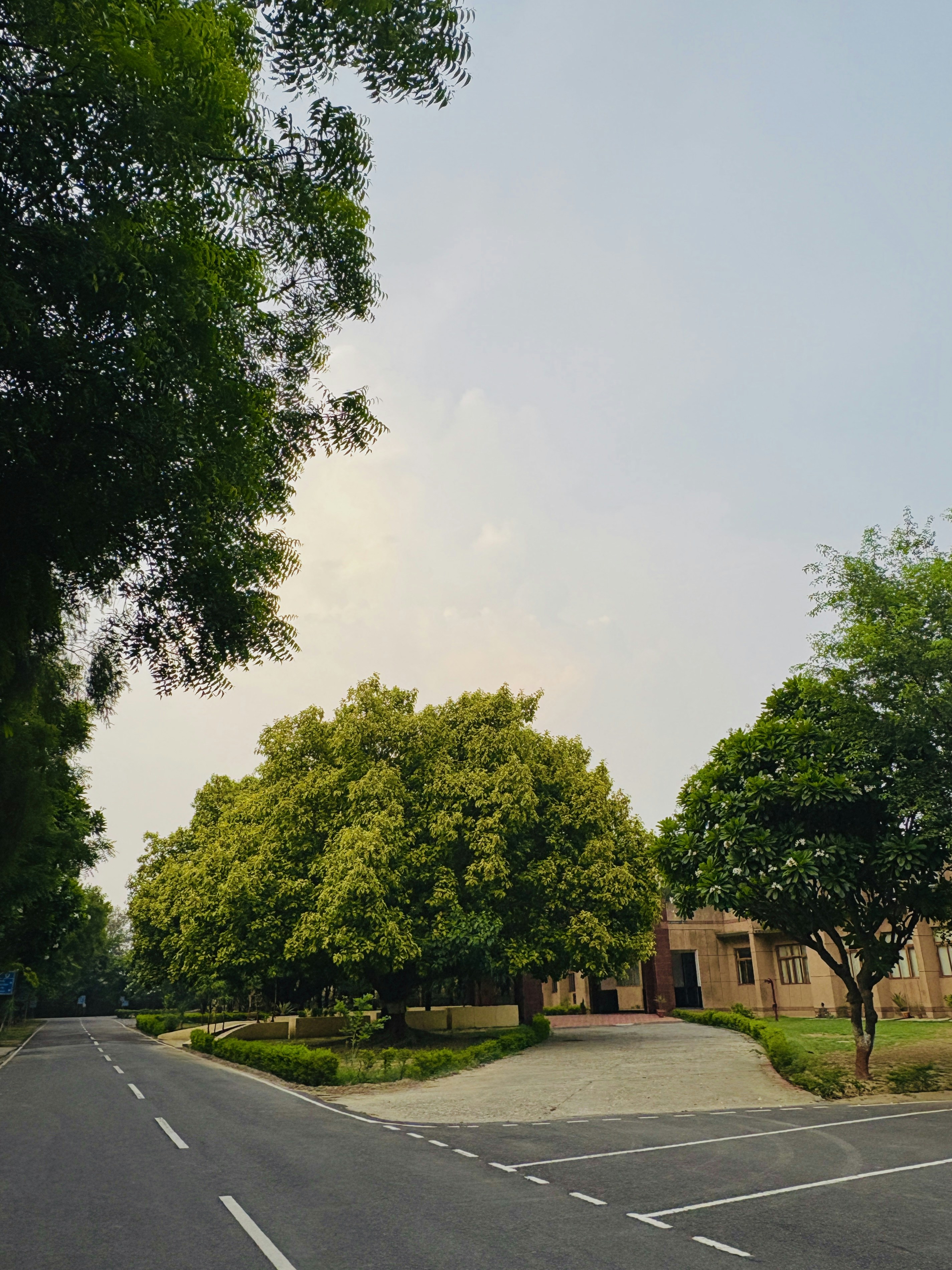 Tree-Canopy Boulevard at Quiet Campus Entrance