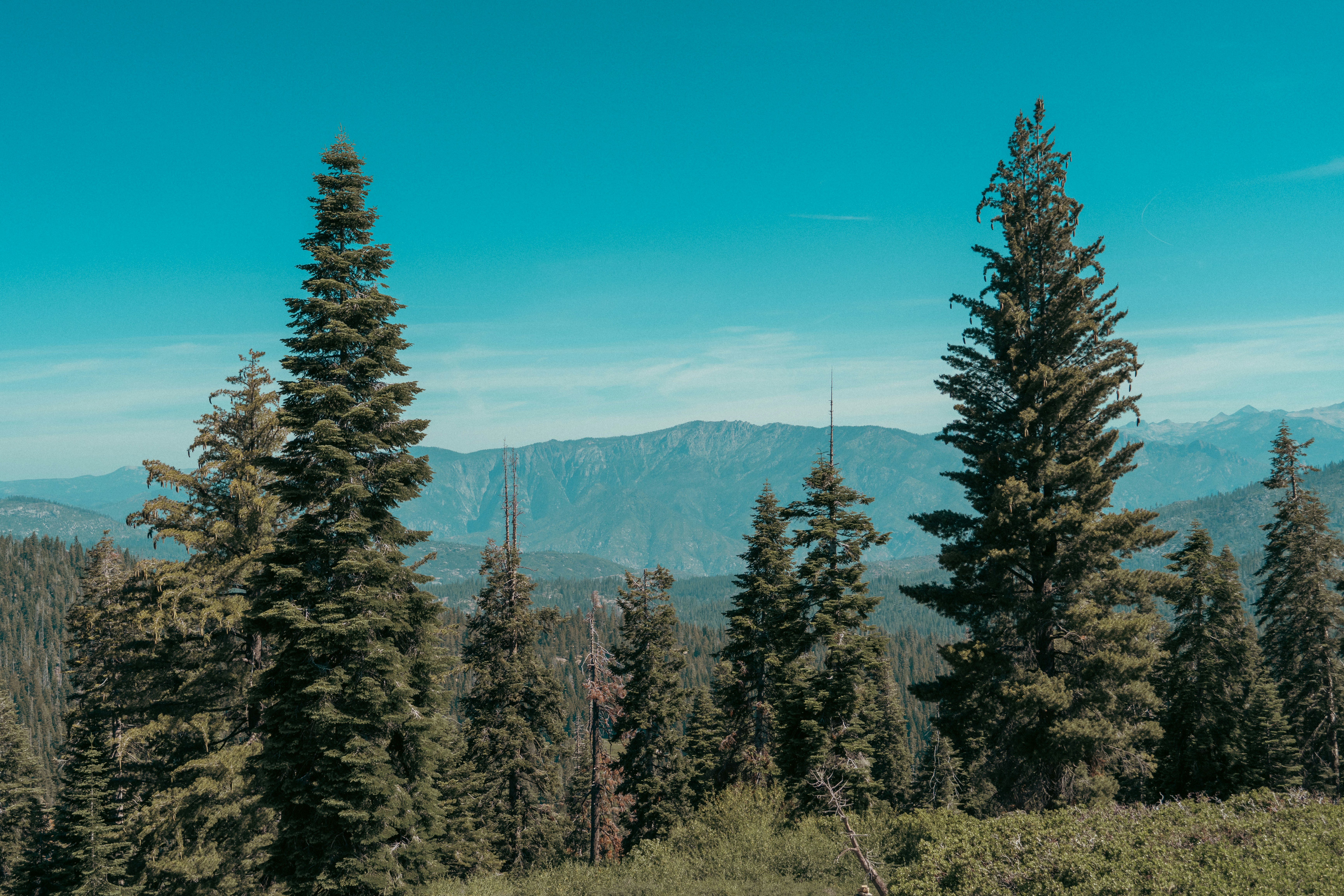Tall Pines Against a Mountain Canvas
