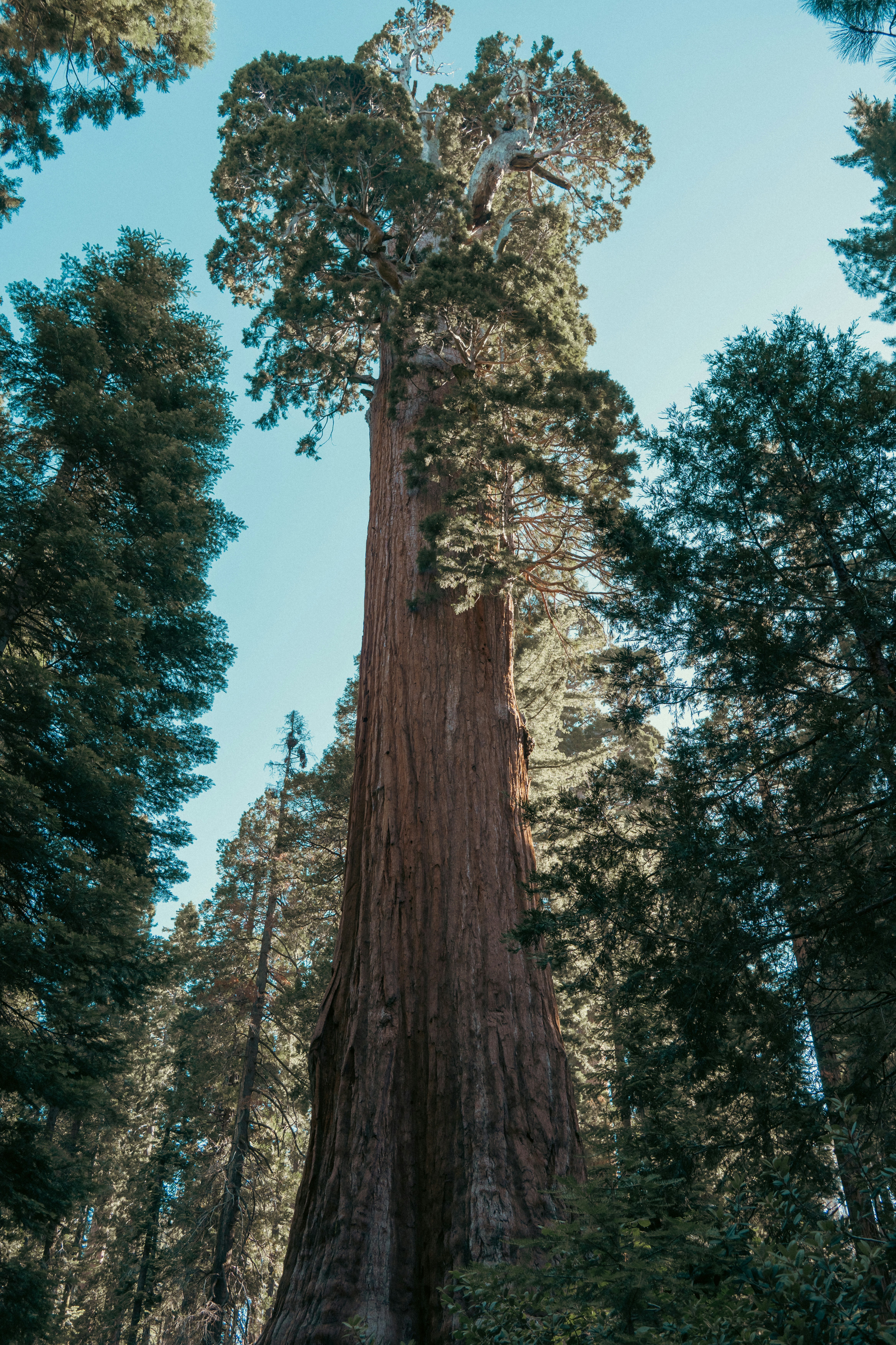 A Majestic Sentinel: The Giant Redwood Reaches Skyward