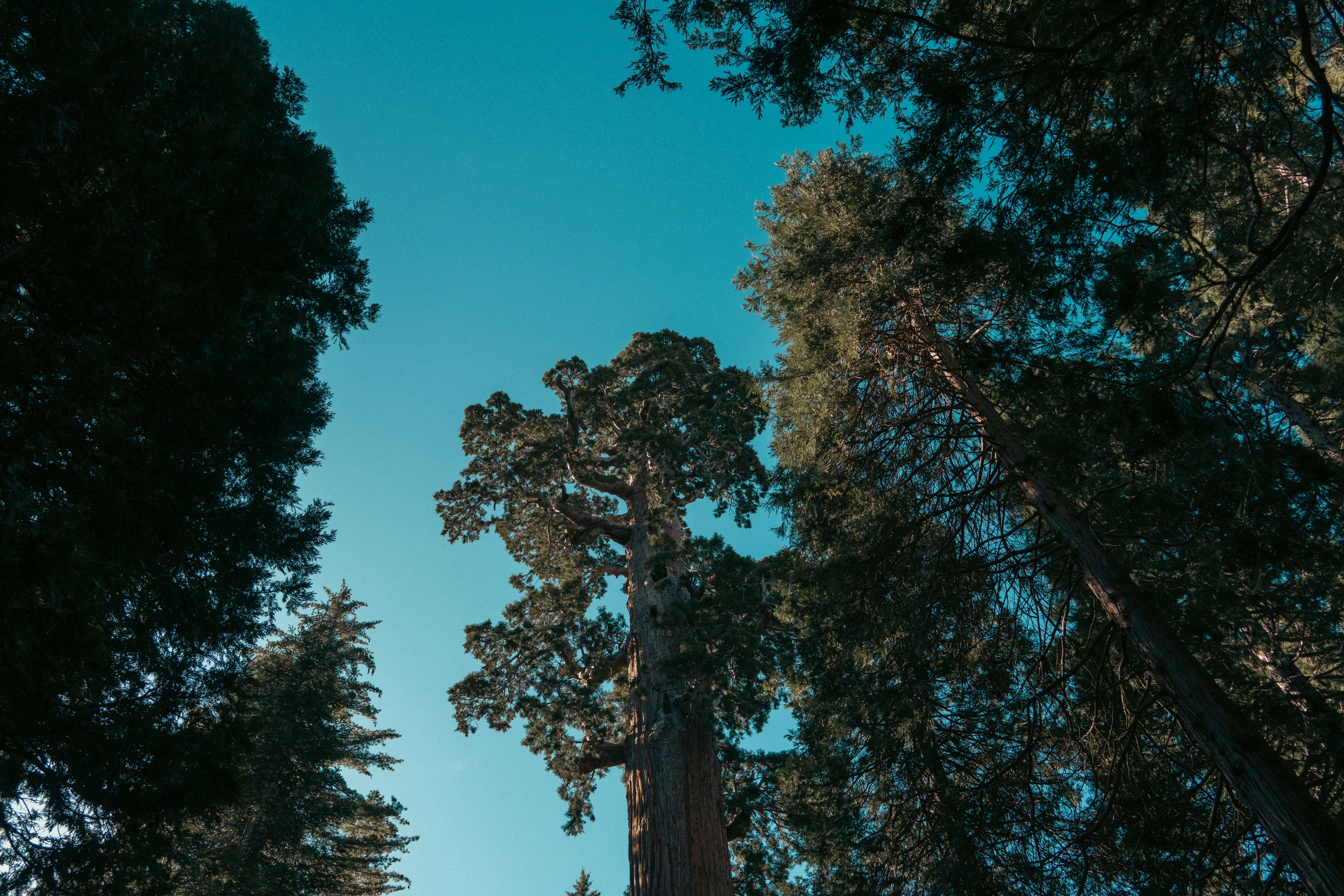 Skyward Giants: A Grove Reaching for Blue