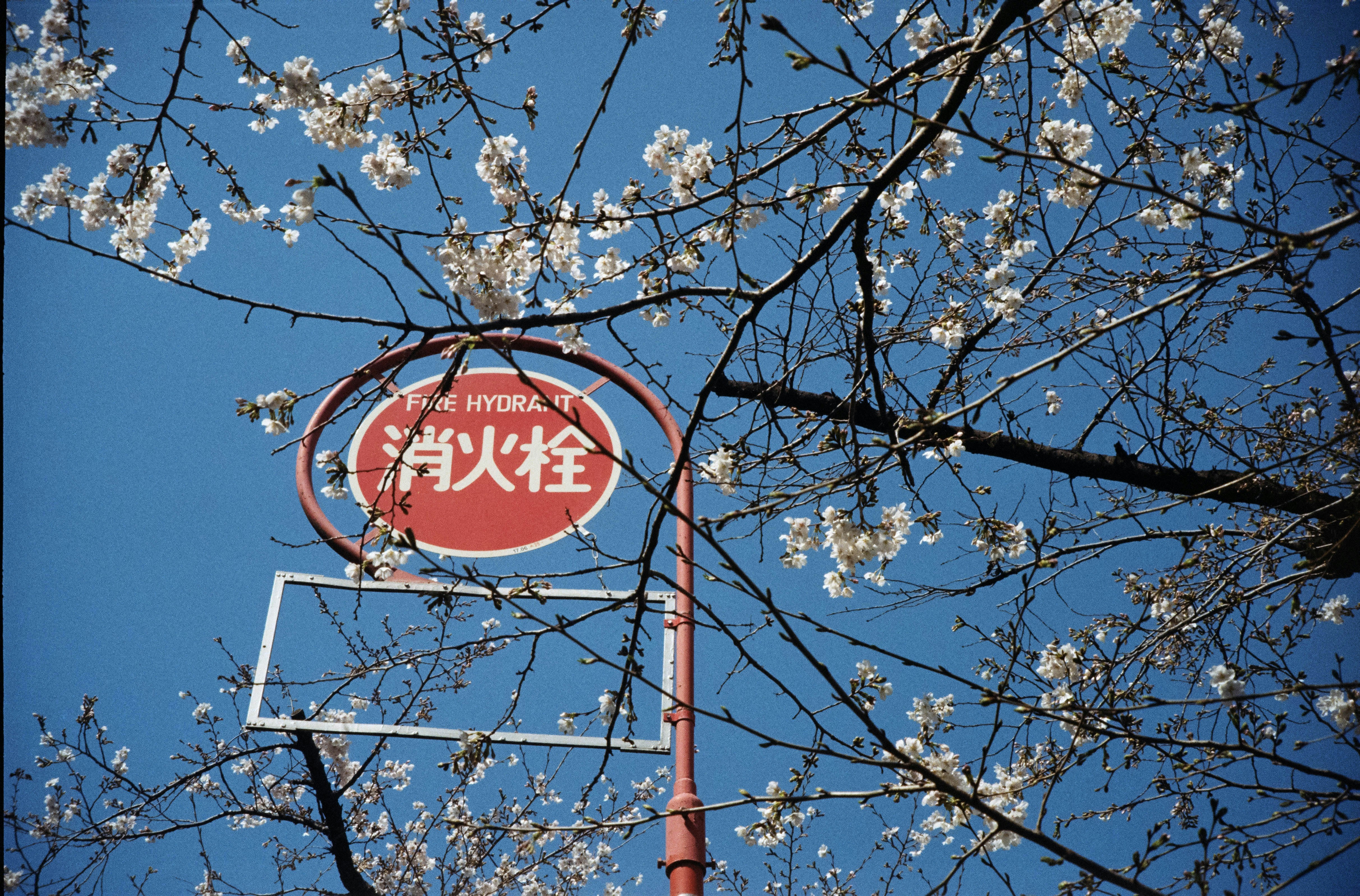 Blossoms Framing a Red Fire Hydrant Sign