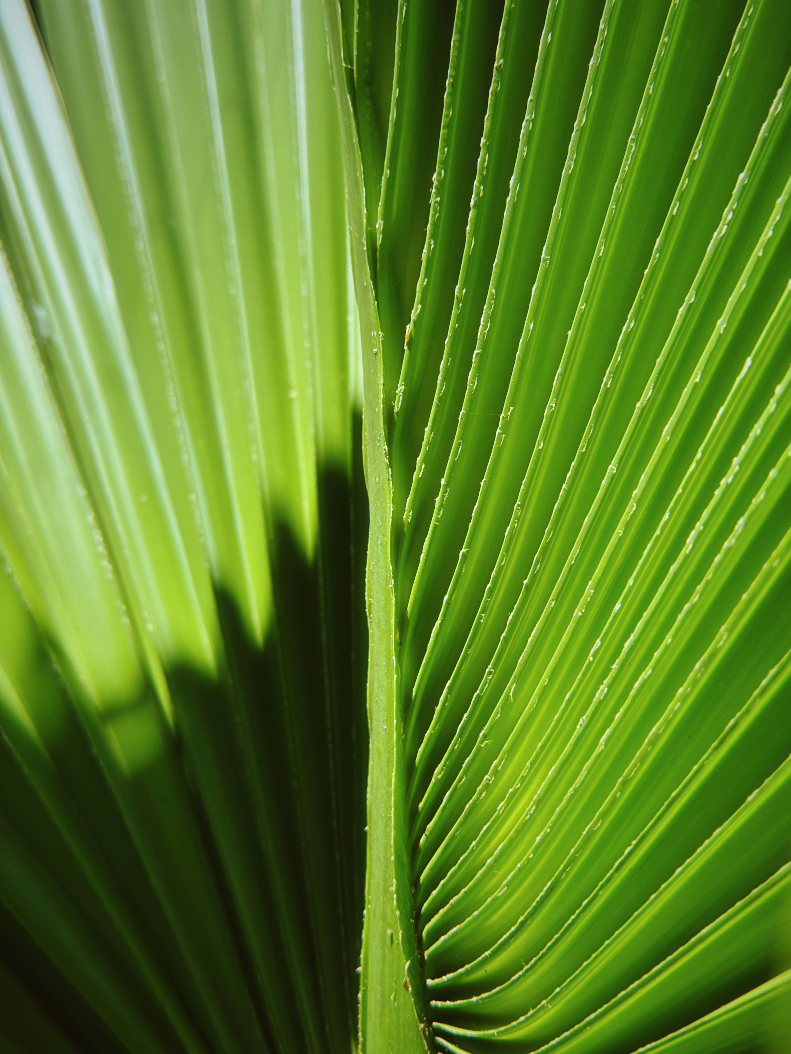Verdant Palm Shawl: Close-Up of Sun-Kissed Fronds