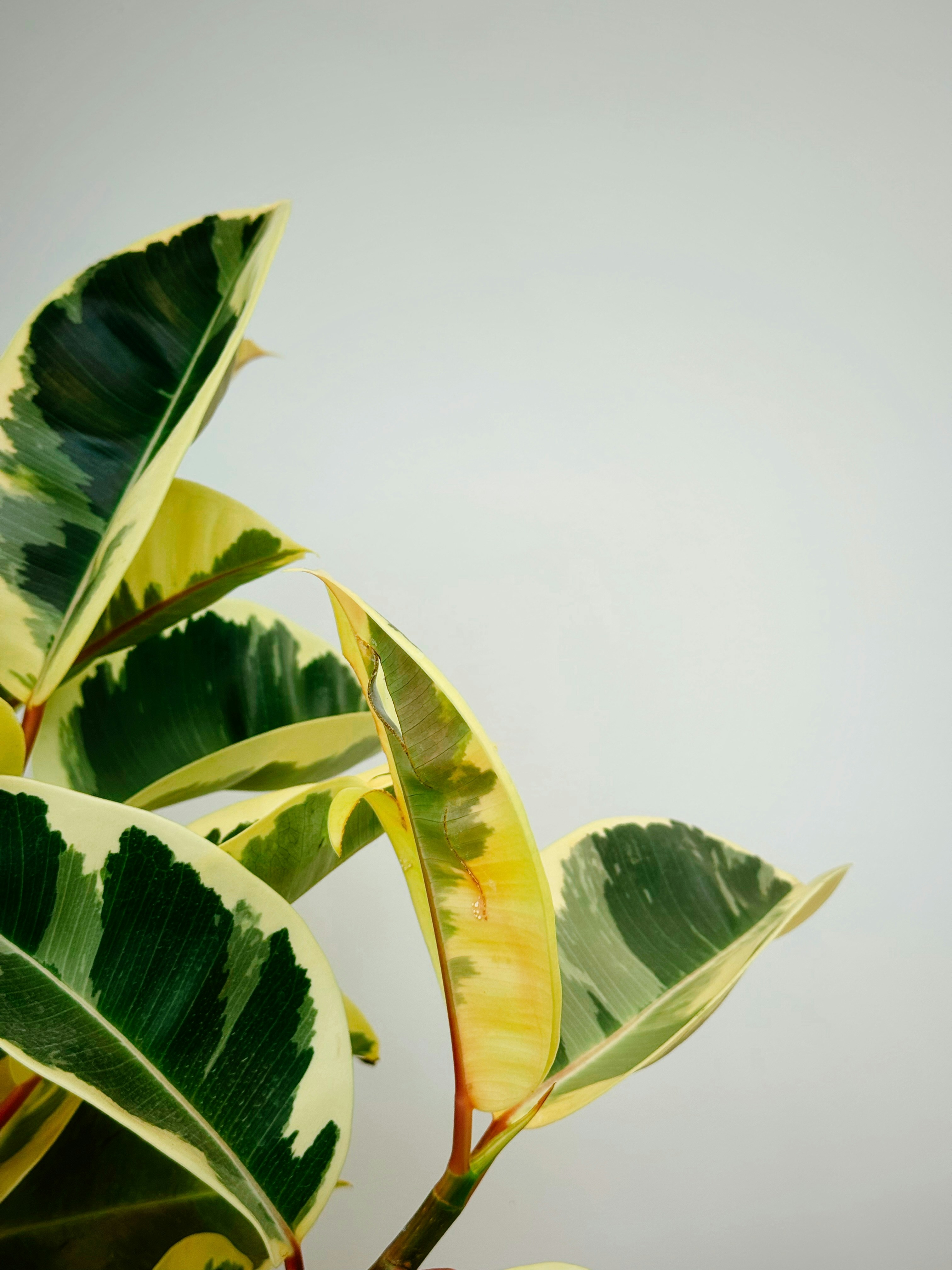 Yellow-Edged Leaves Against Pale Sky