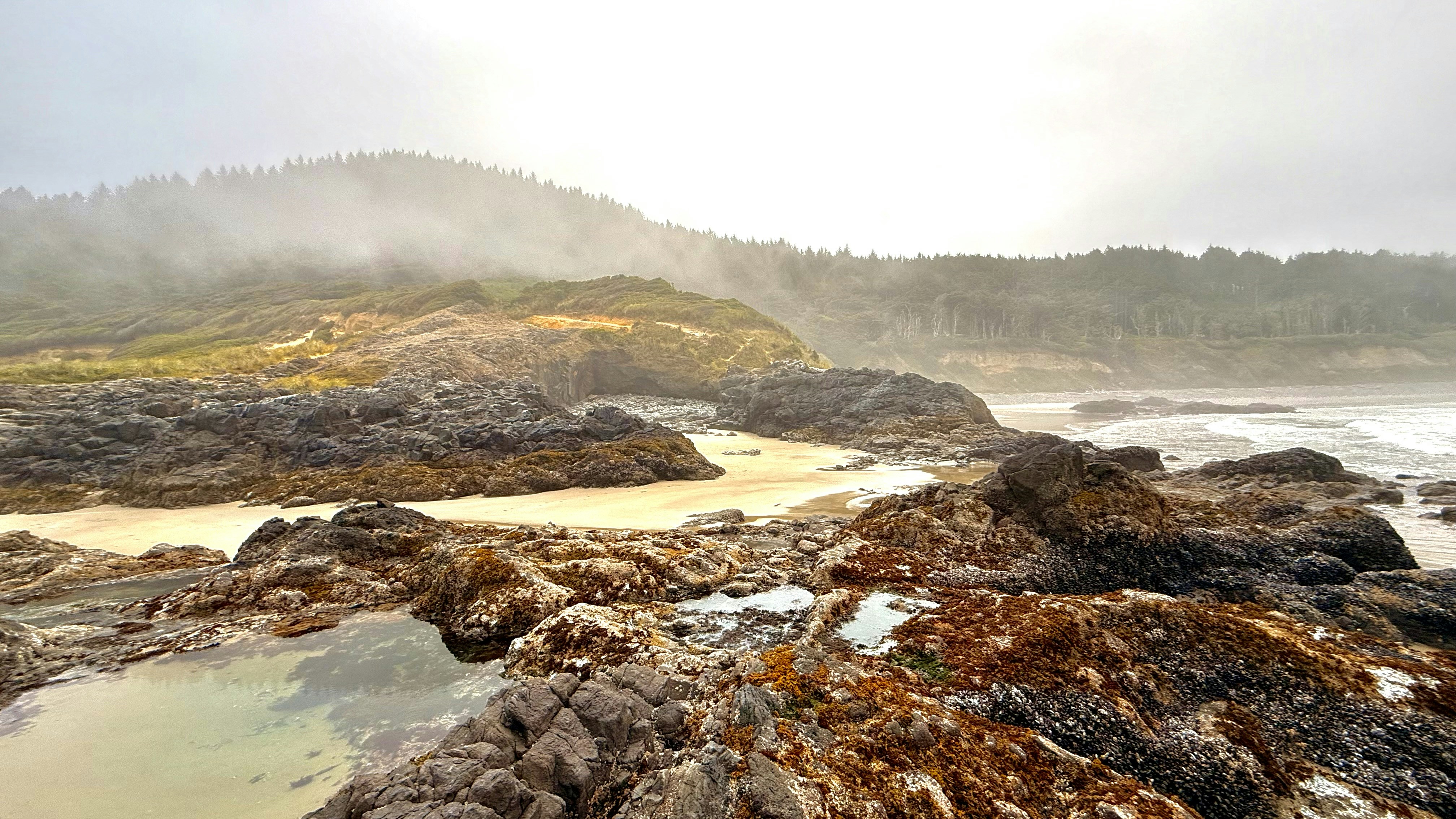 Mist over basalt coastline: Tidal pools and fog-draped cliffs