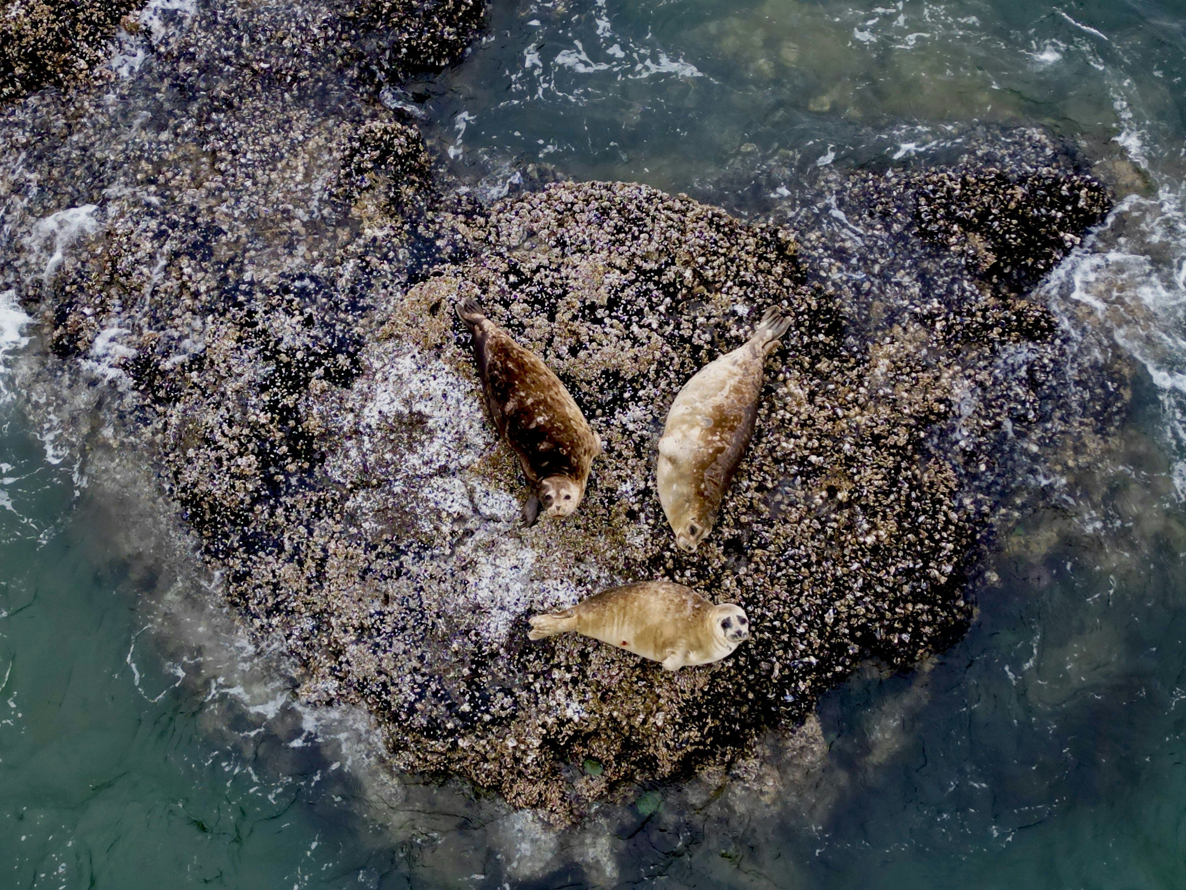 Three seals lounge on a barnacle-covered rock jutting from turquoise sea, with waves lapping the edges.
