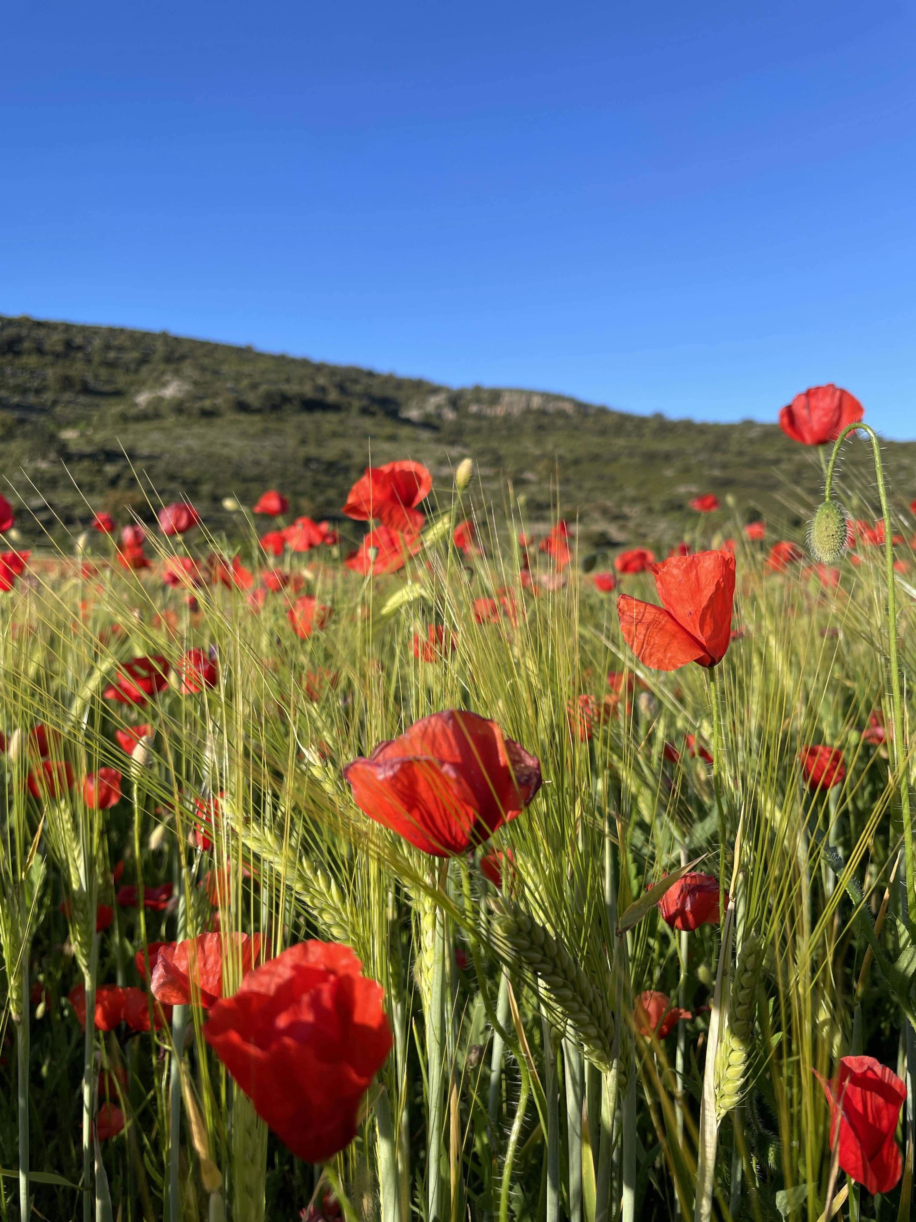 Crimson Poppies Over a Golden Swath