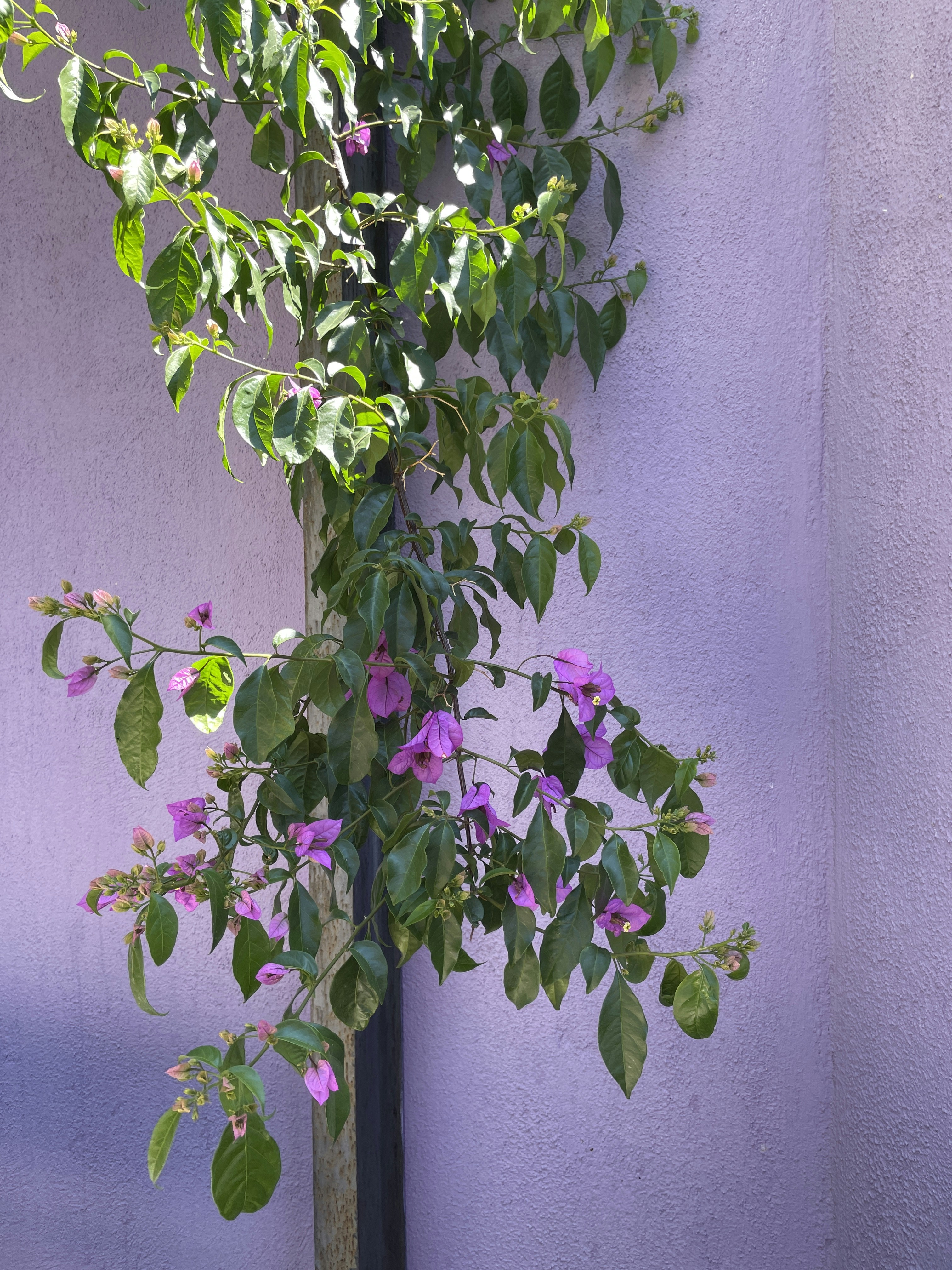 Purple-wall Bougainvillea Cascade