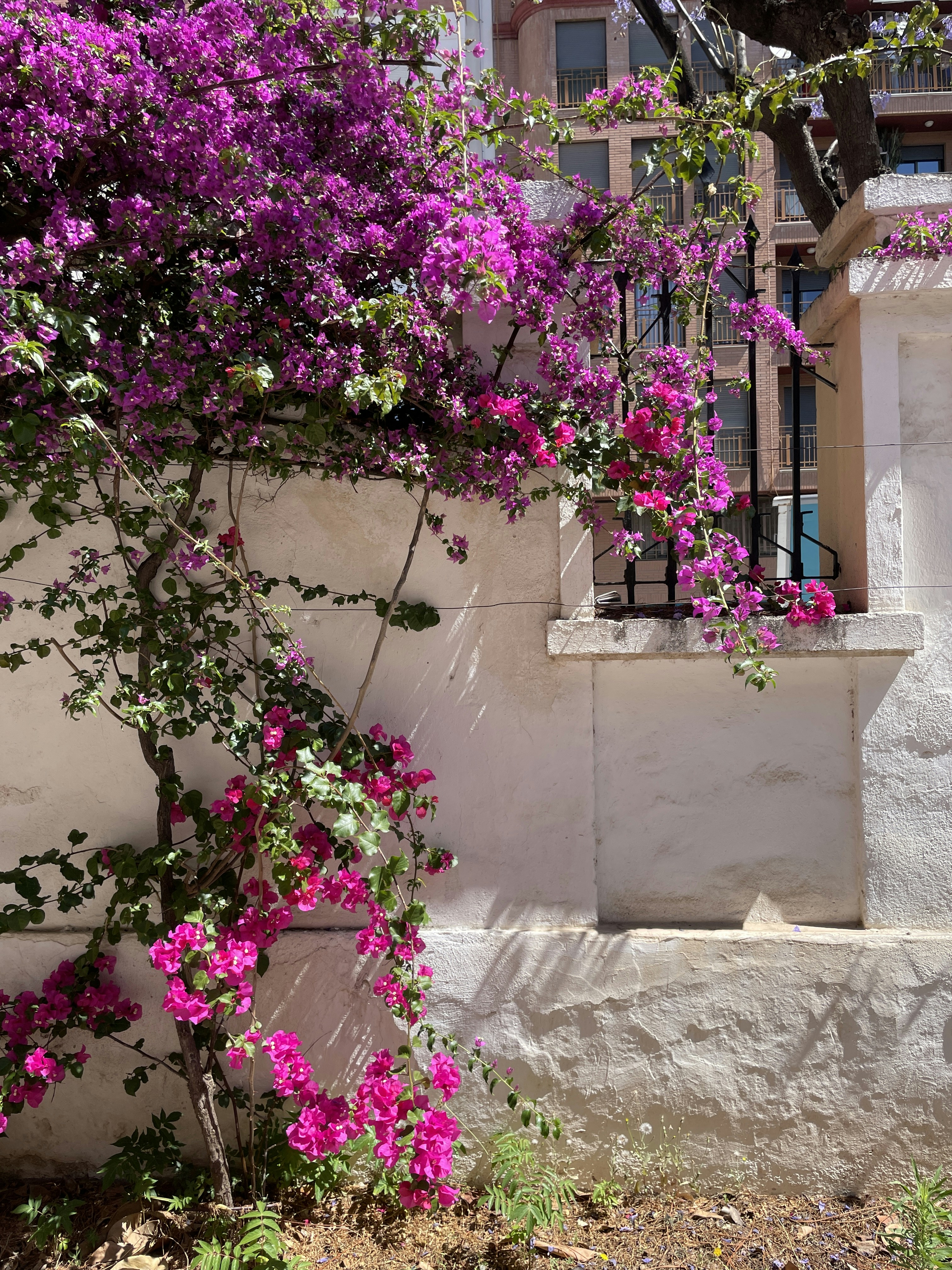 Crimson Bougainvillea Climbing a Sunlit Terrace