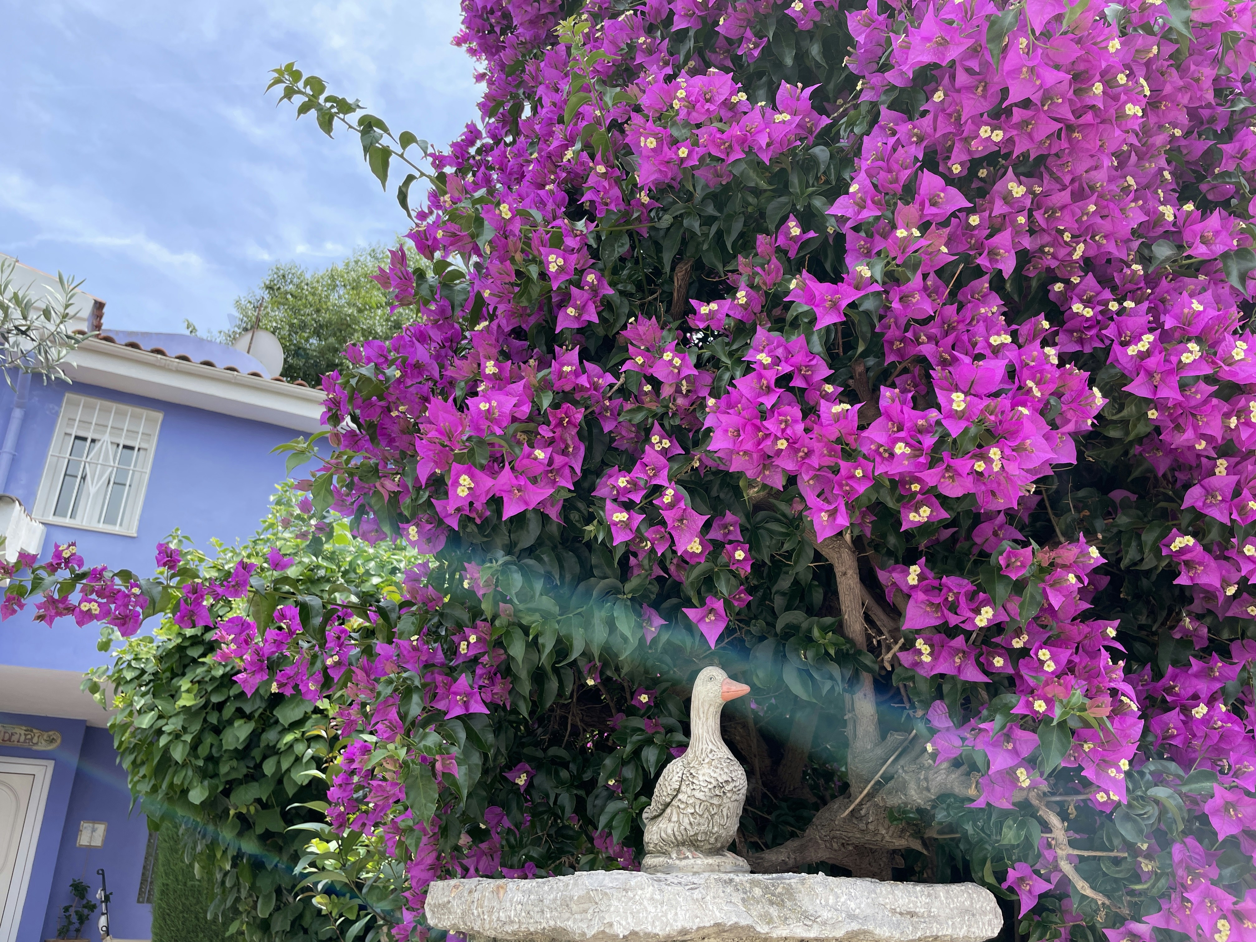 Blooming Bougainvillea Guardian by the Blue House