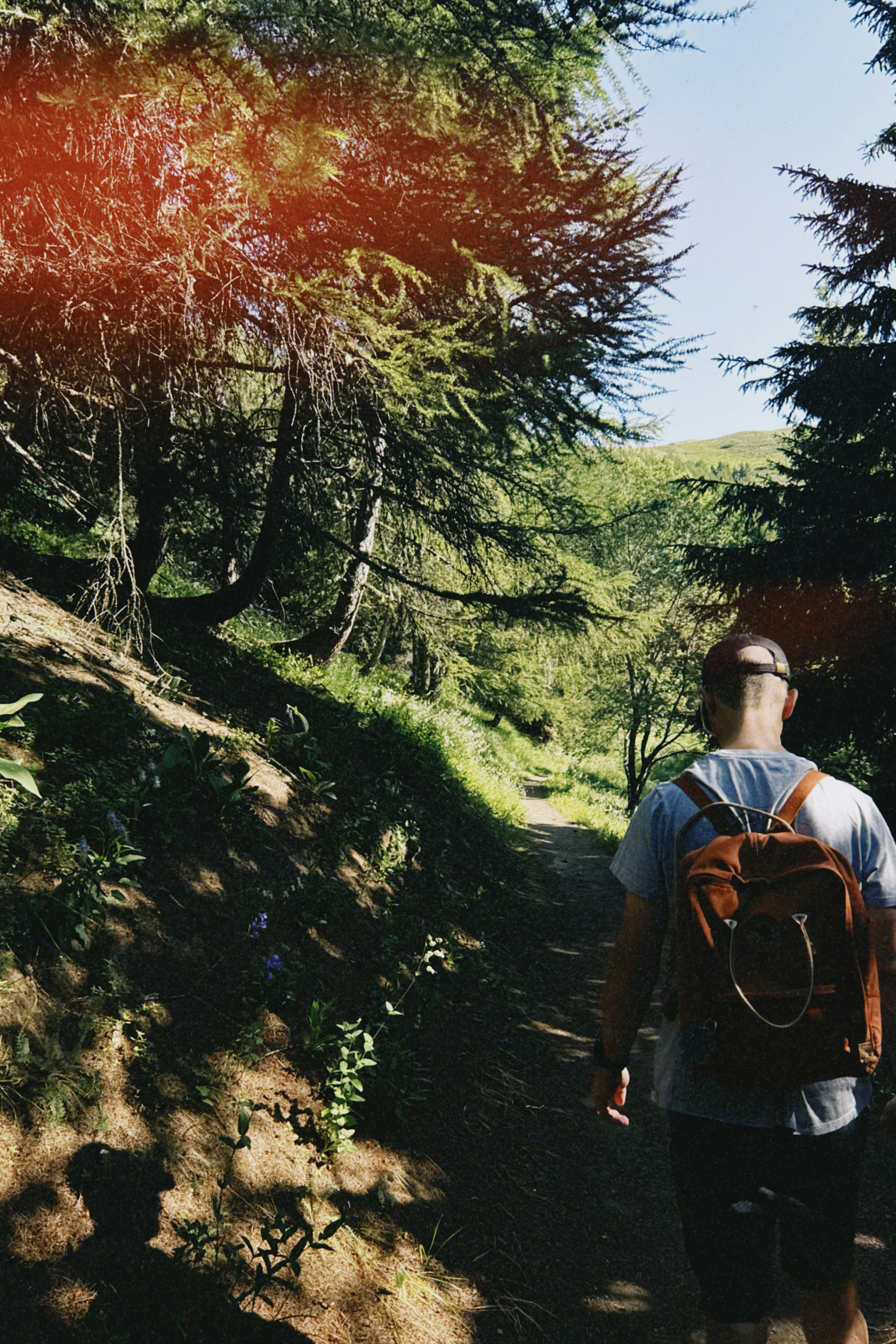 Hike Through the Sunlit Pines