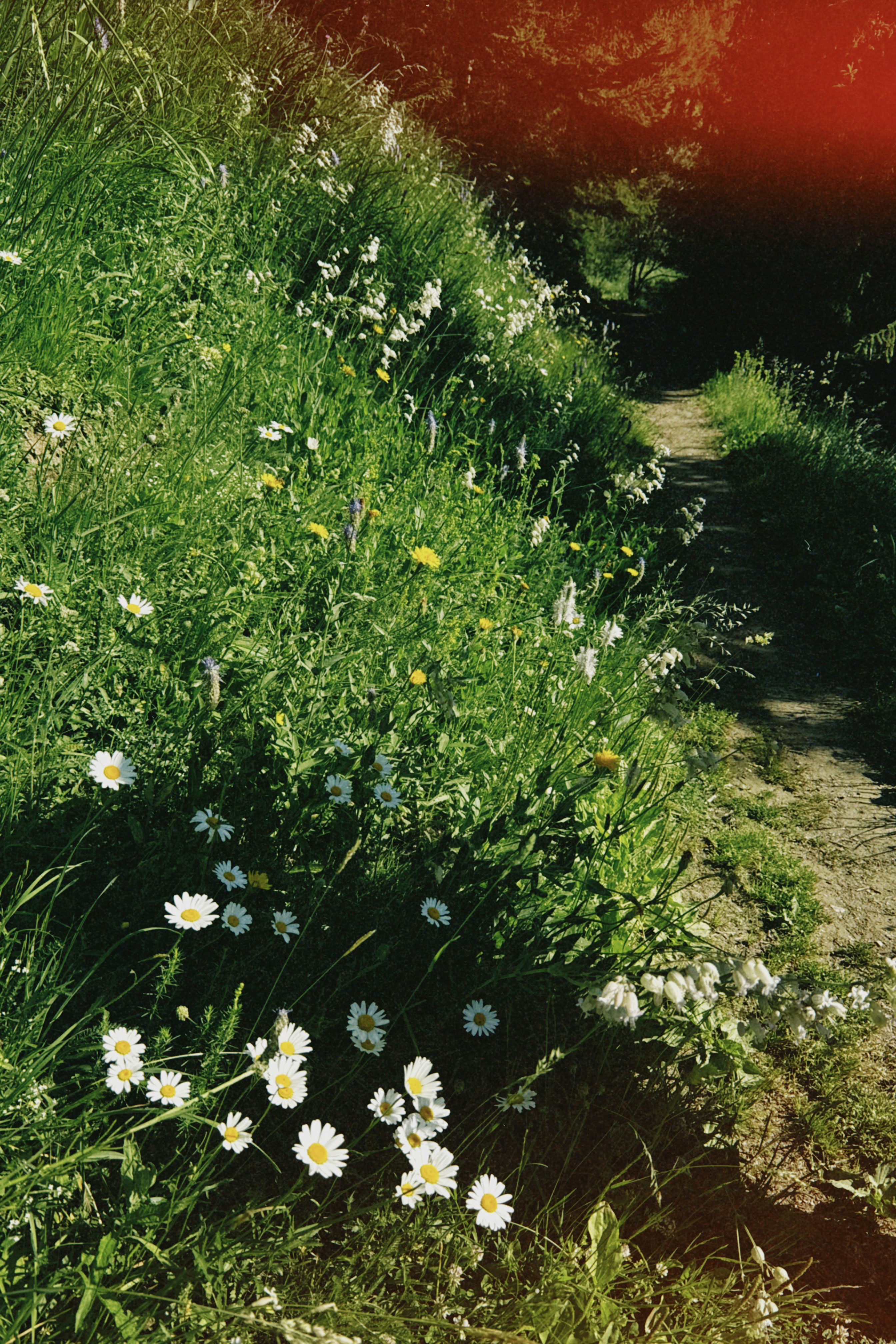 Trail Through a Field of Daisies under Warm Sunset Haze