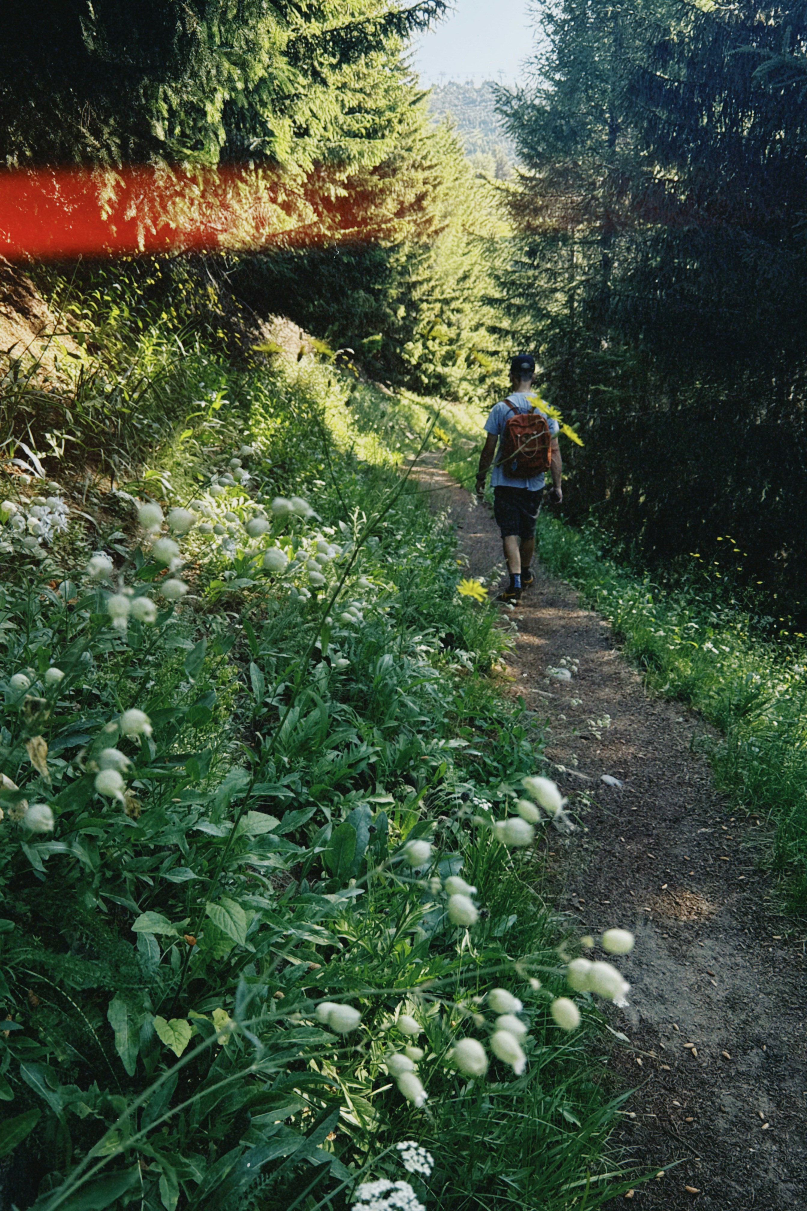Trailbound: A Hiker Reaches the Quiet Edge of the Forest