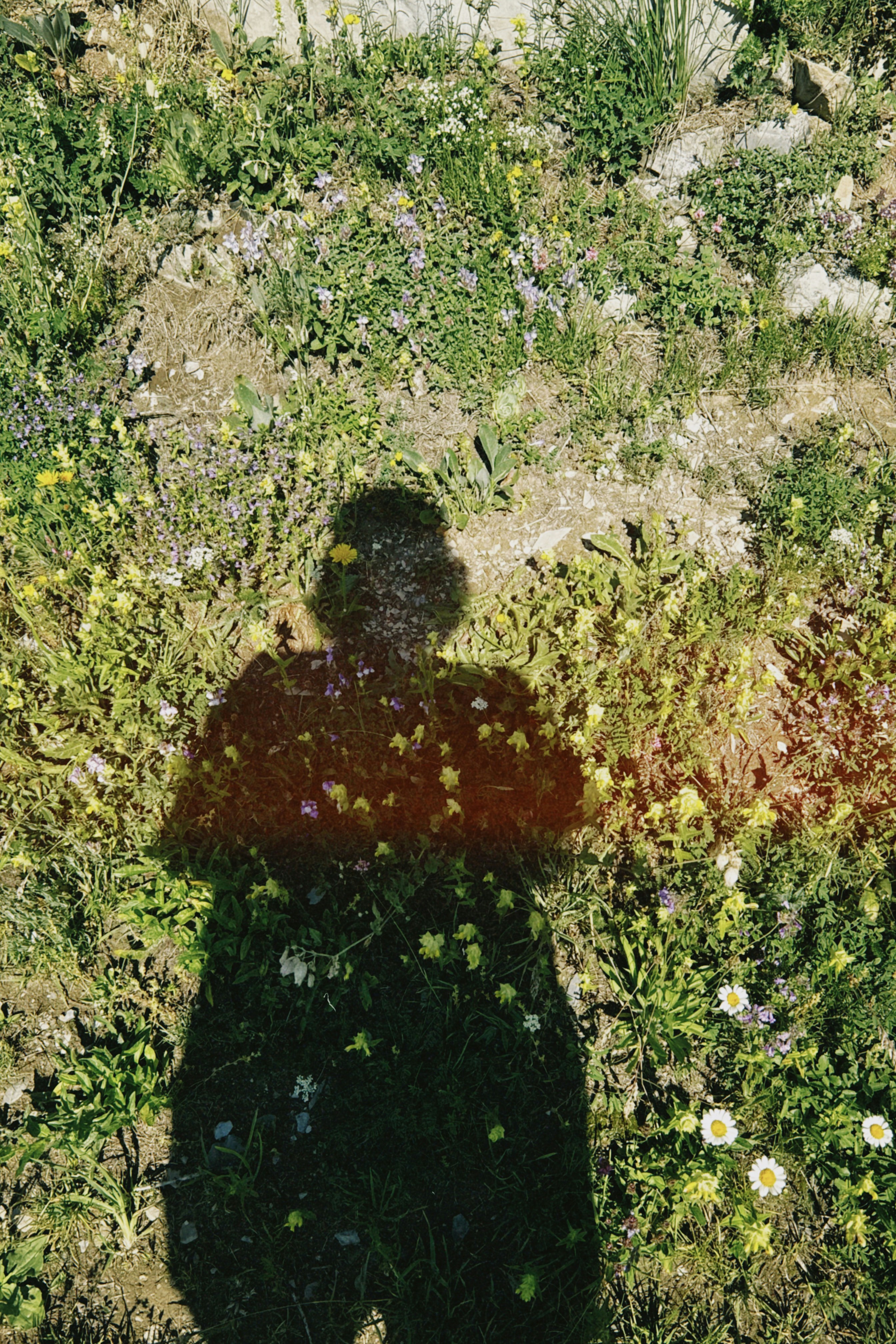 Shadow Portrait in a Wildflower Patch