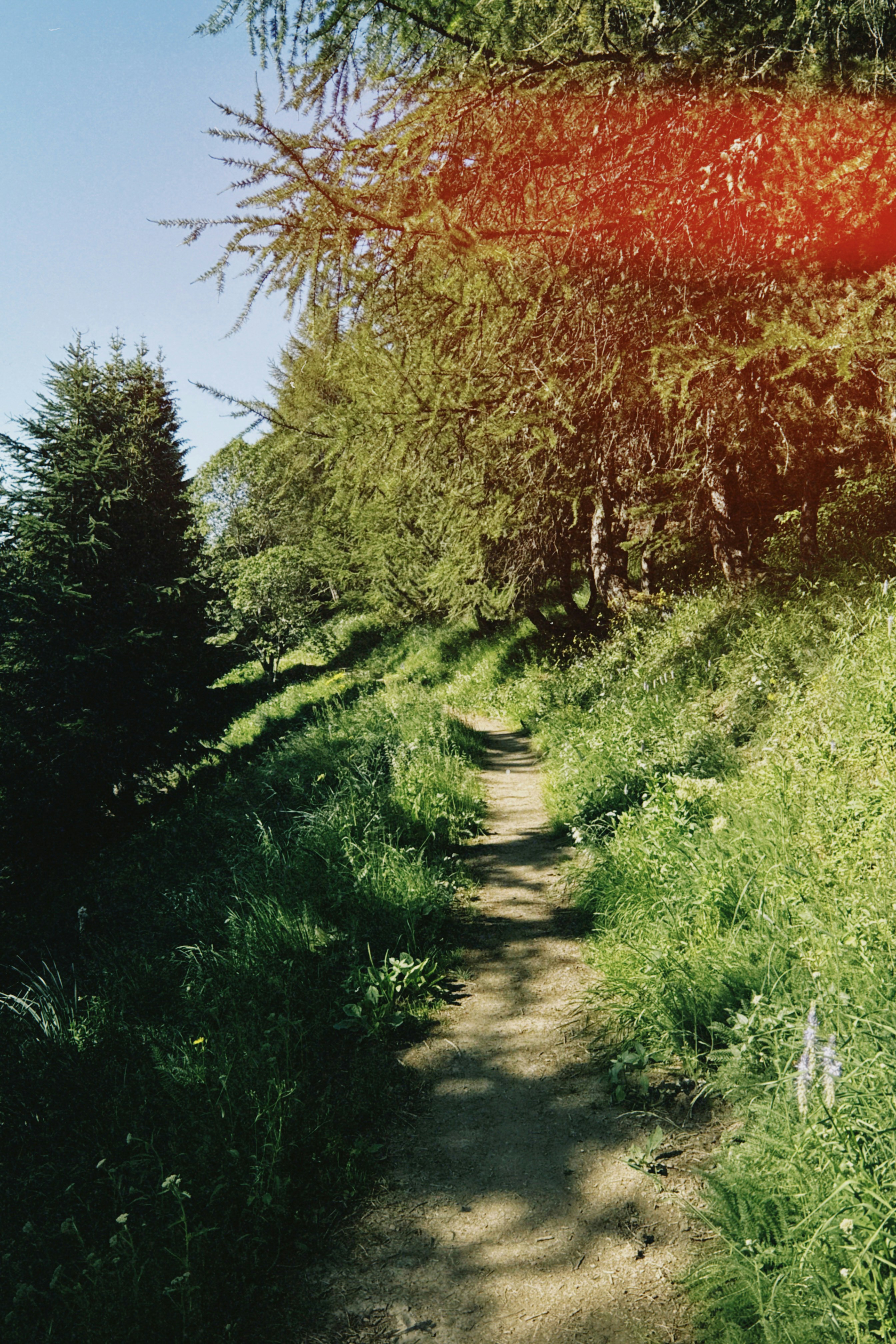 Sunlit Footpath Through a Forest Corridor