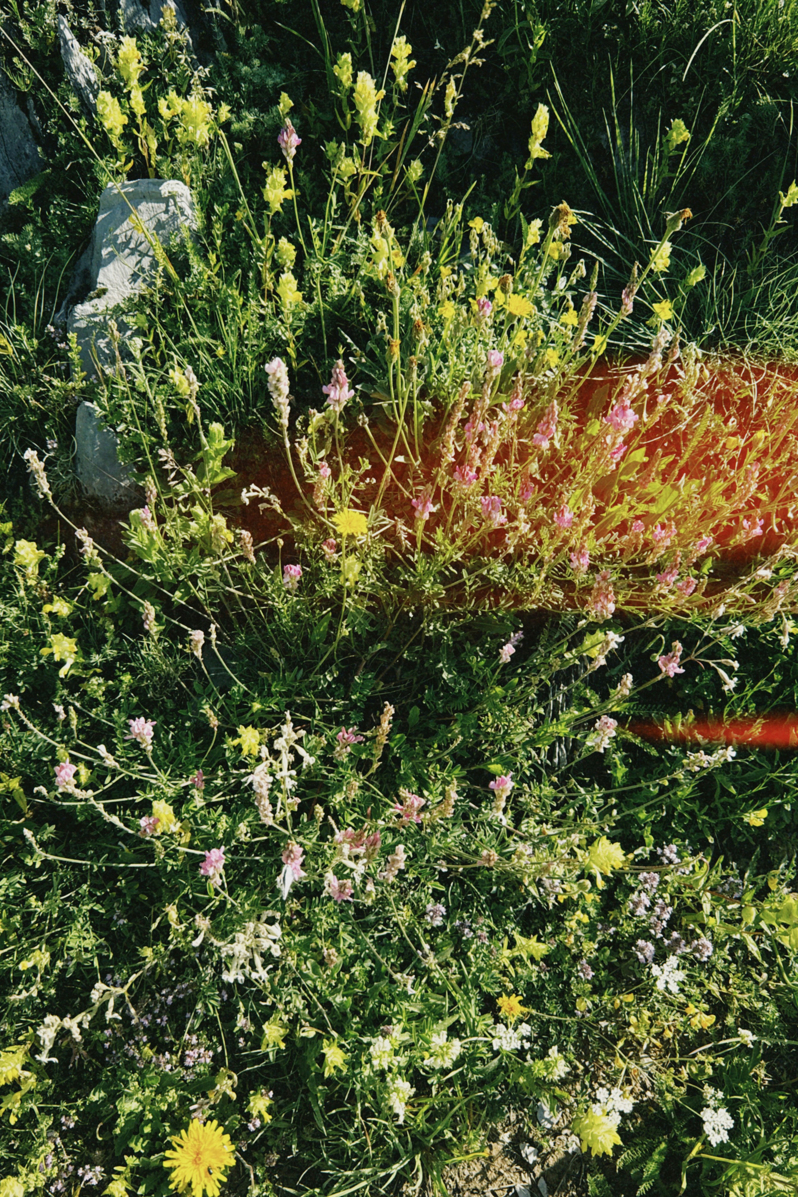 Sunlit Wildflower Clump Under Sparse Canopy
