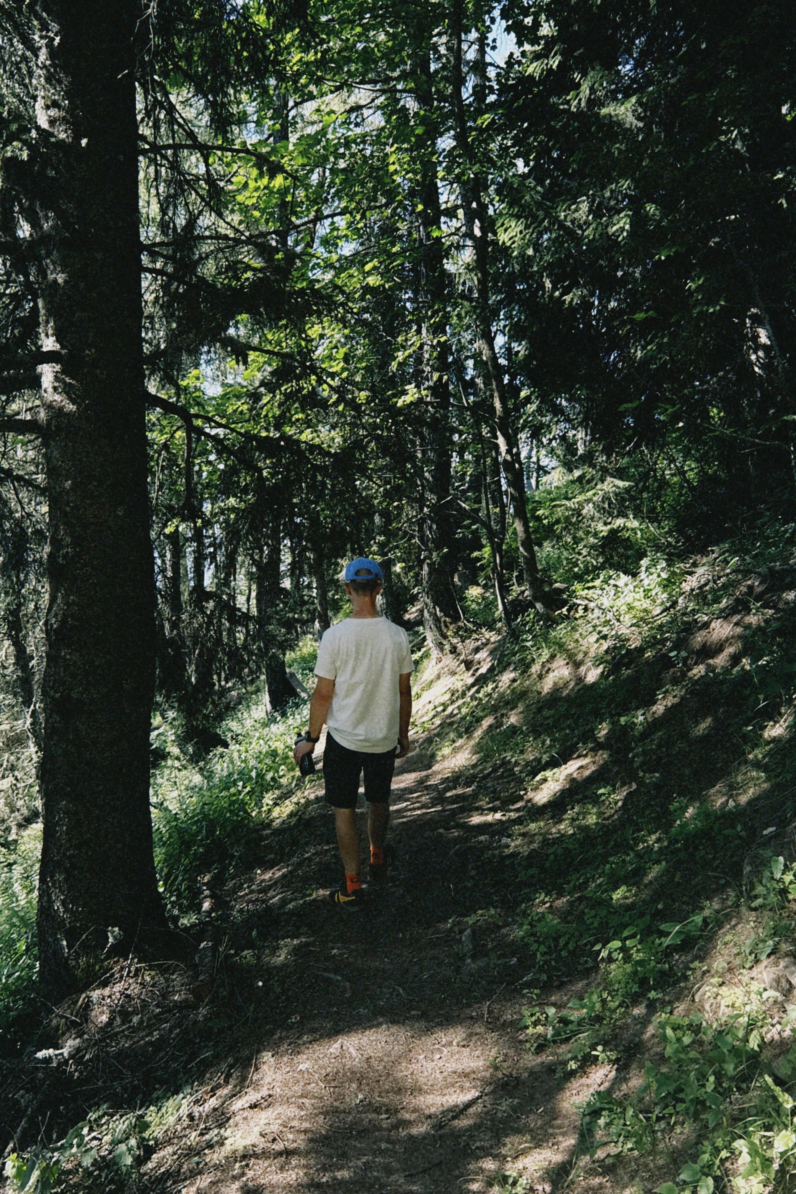Forest Trail Encounter: A Footpath Winding Through Dappled Light