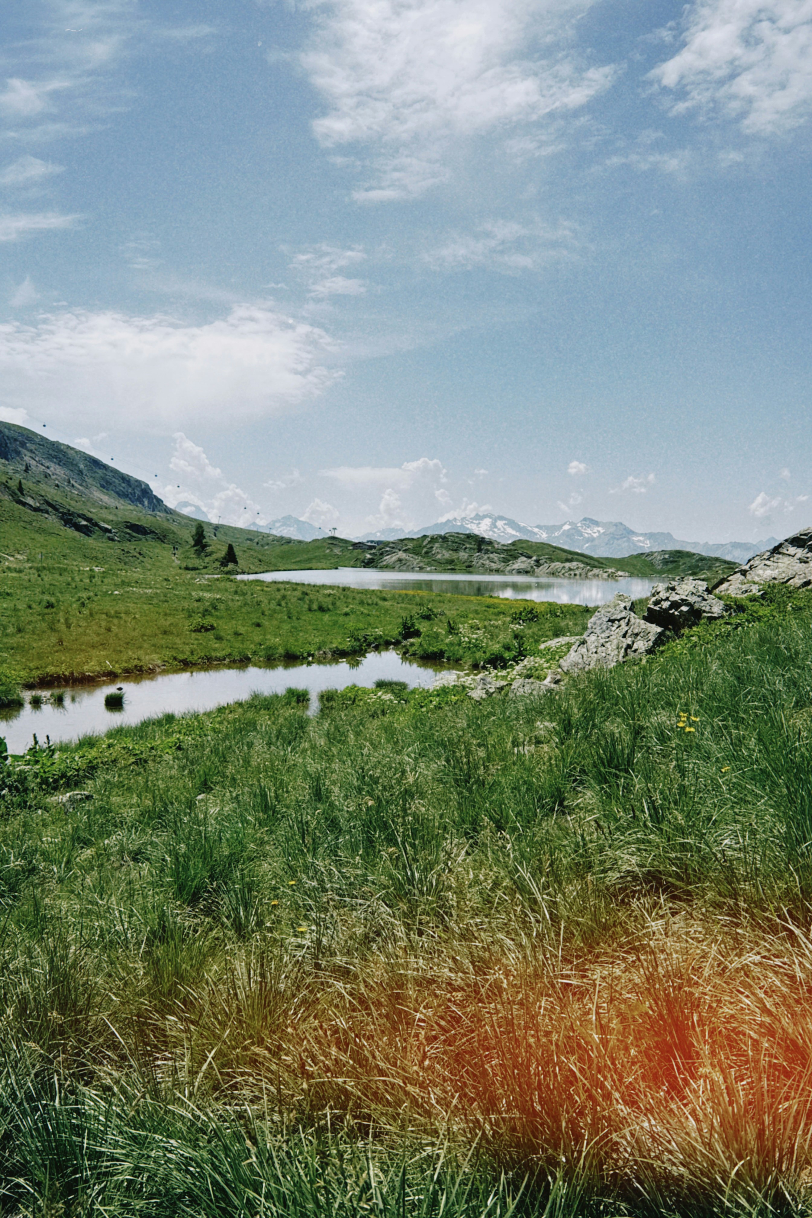 Lush Alpine Meadow Framing a Serene Snow-Capped Horizon