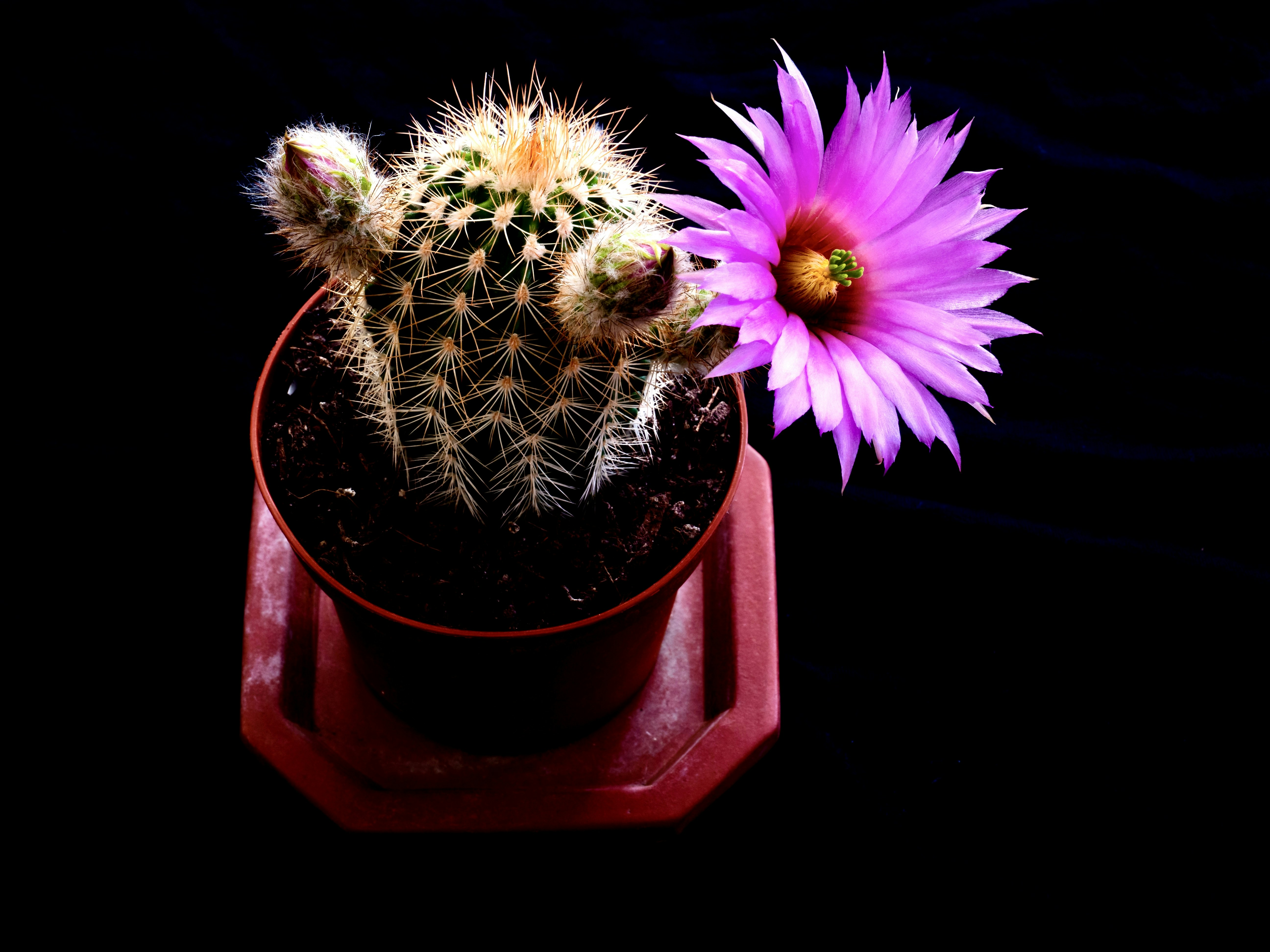 Cactus Bloom: A Pink Crown Opens Above the Spines