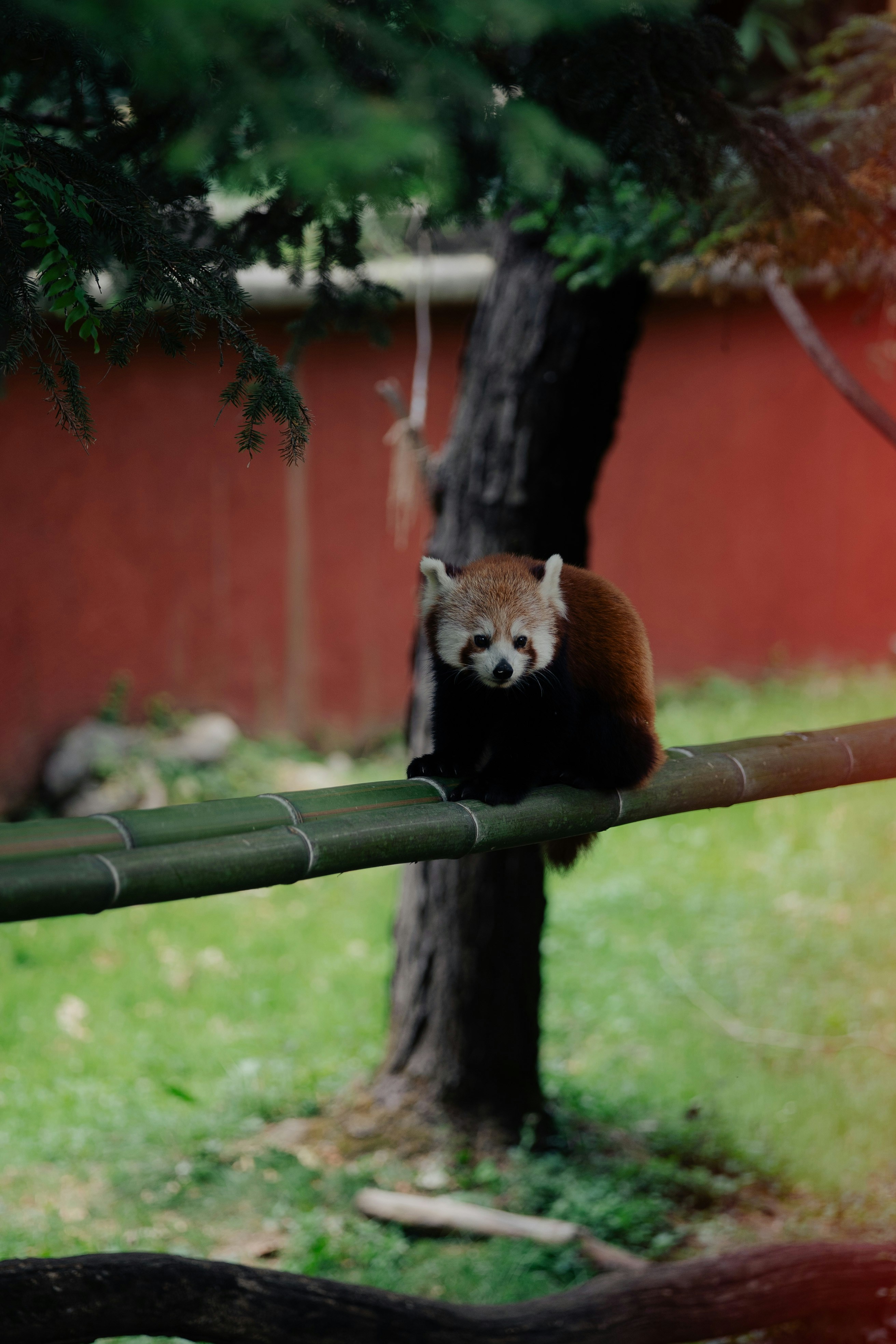 Red Panda on a Bamboo Bar: A Quiet Moment in the Enclosure