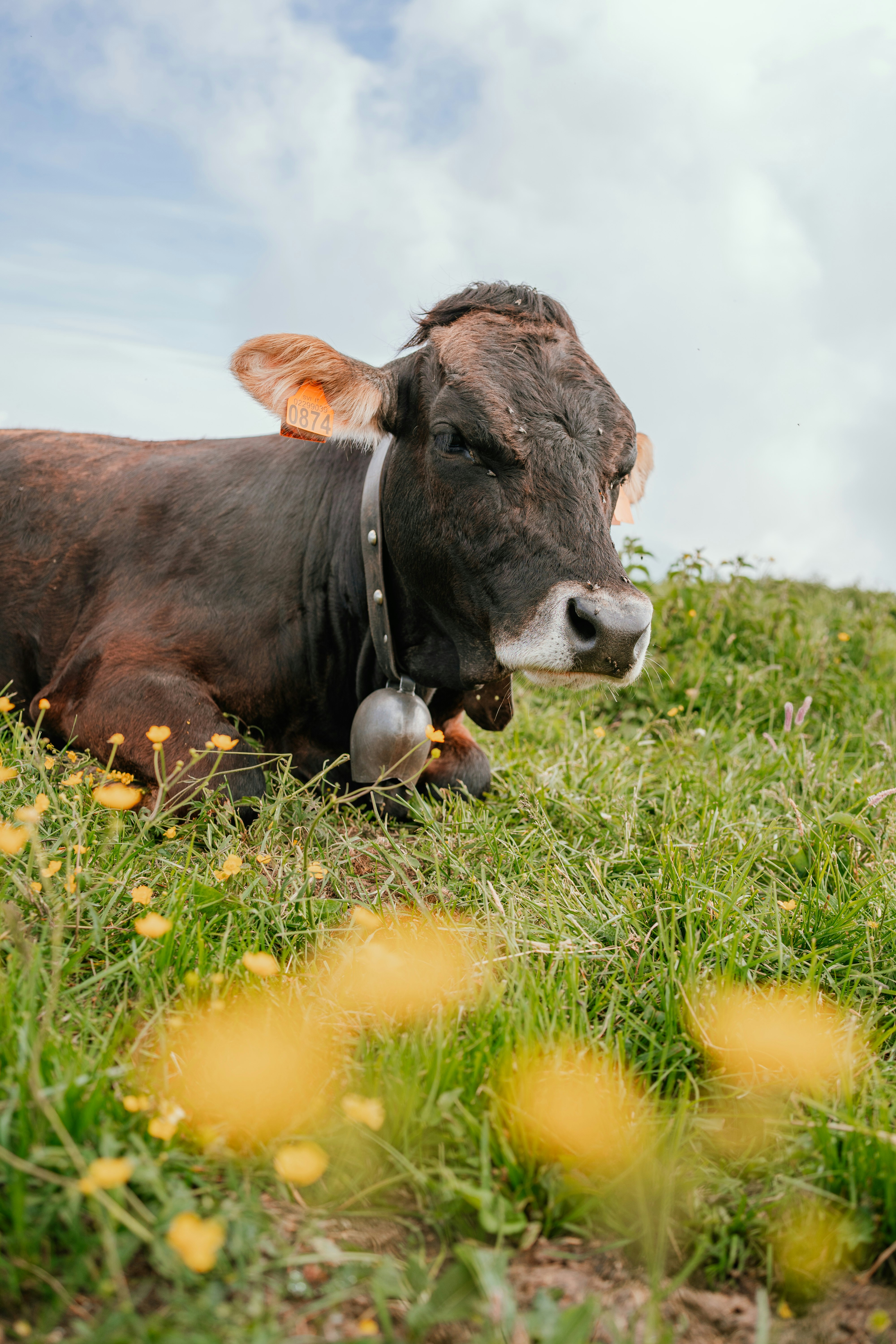 The Quiet Mooch: Calm Bovine in a Field of Golden Wildflowers