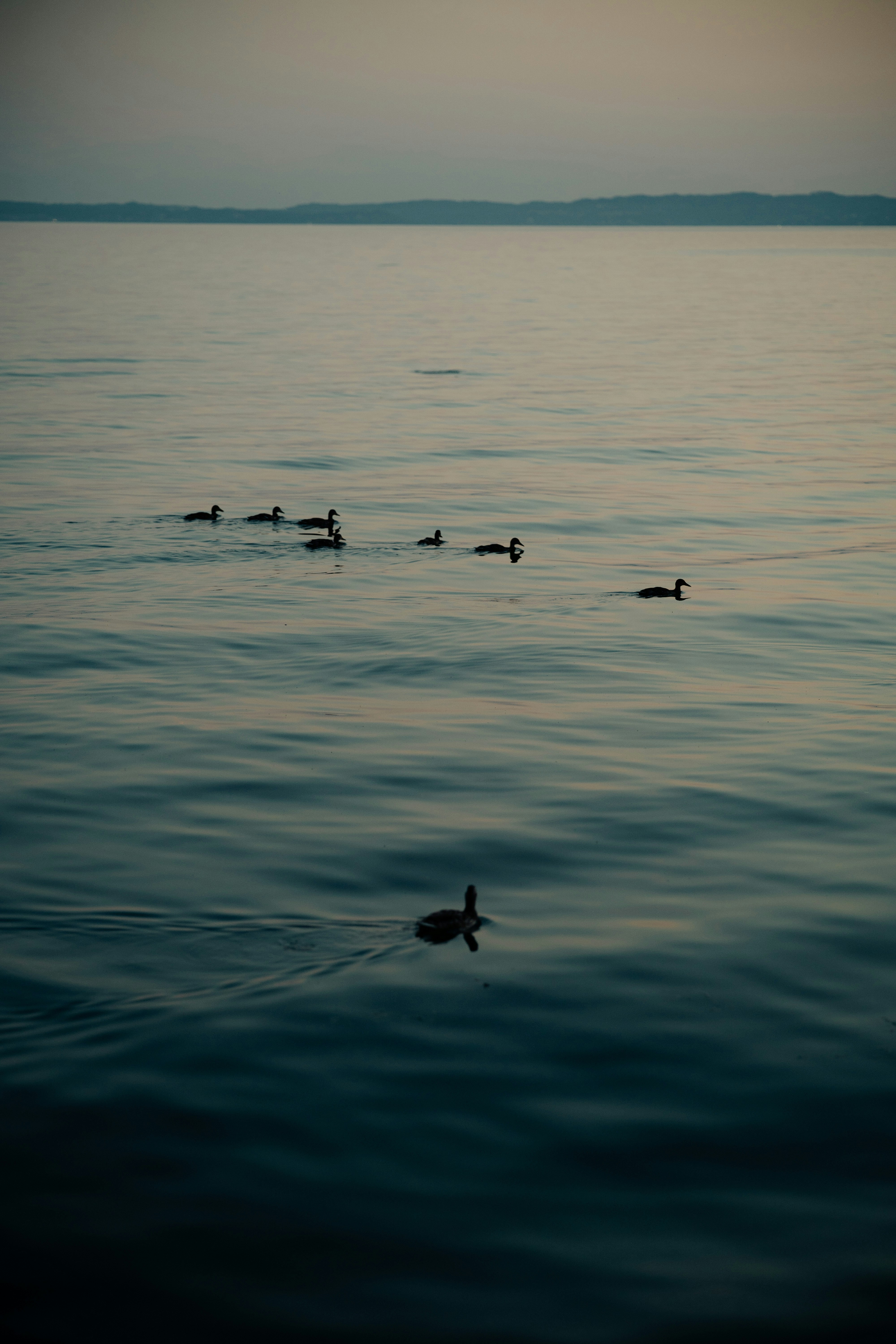 Distant Flock on a Glassy Sea at Dusk