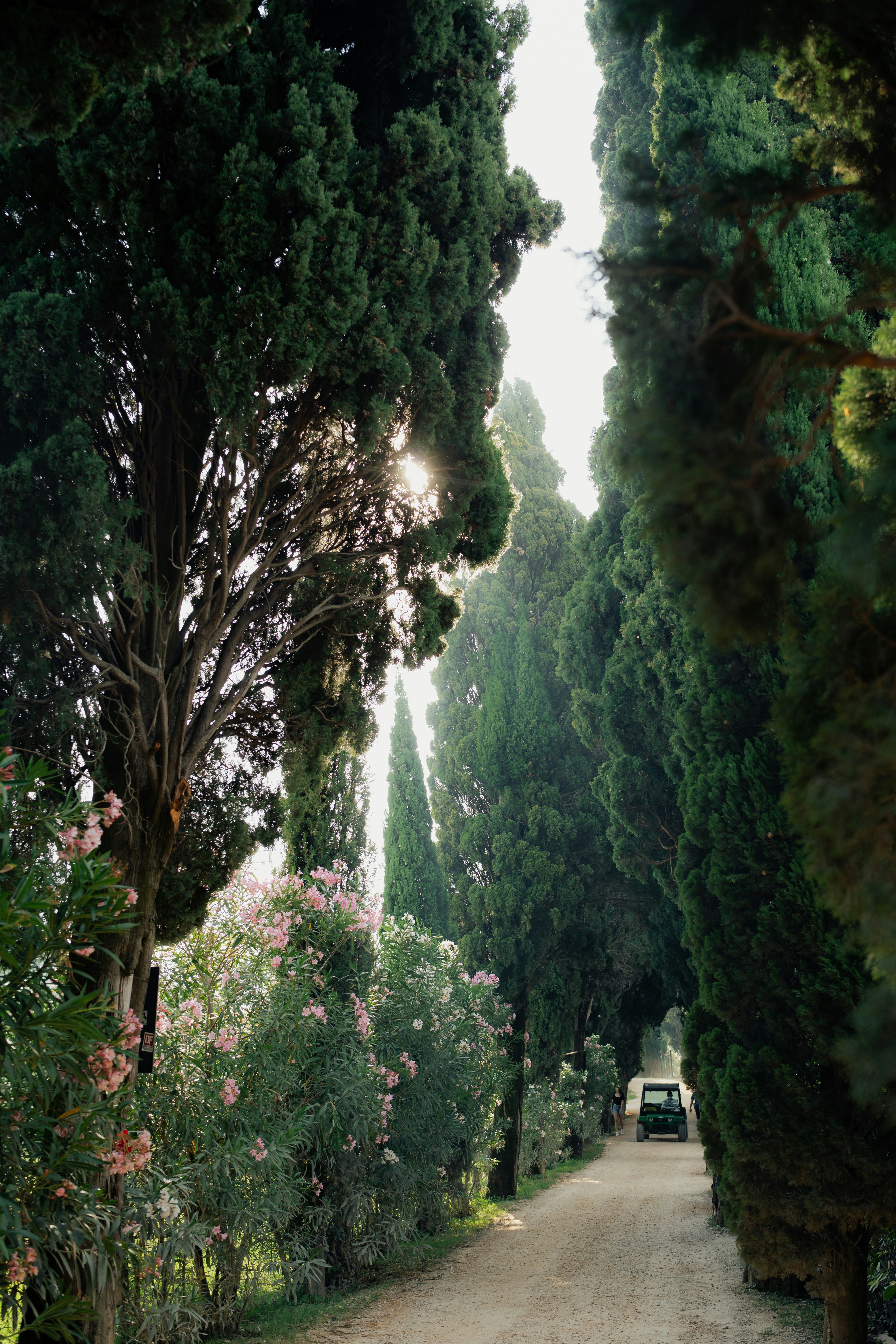 Tree-arched lane with vintage car peeking through