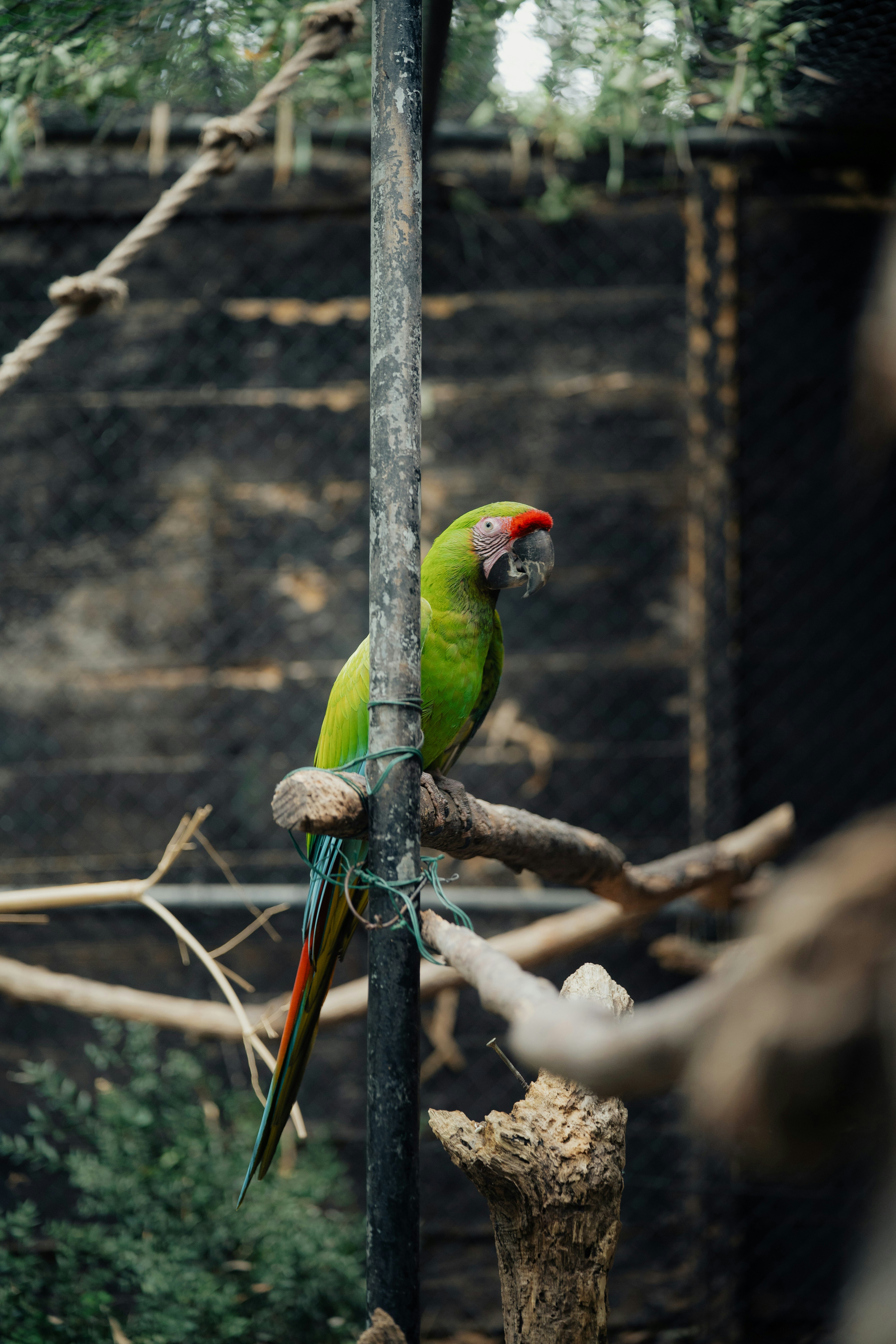 Green Macaw perches beside a weathered post in a sunlit enclosure