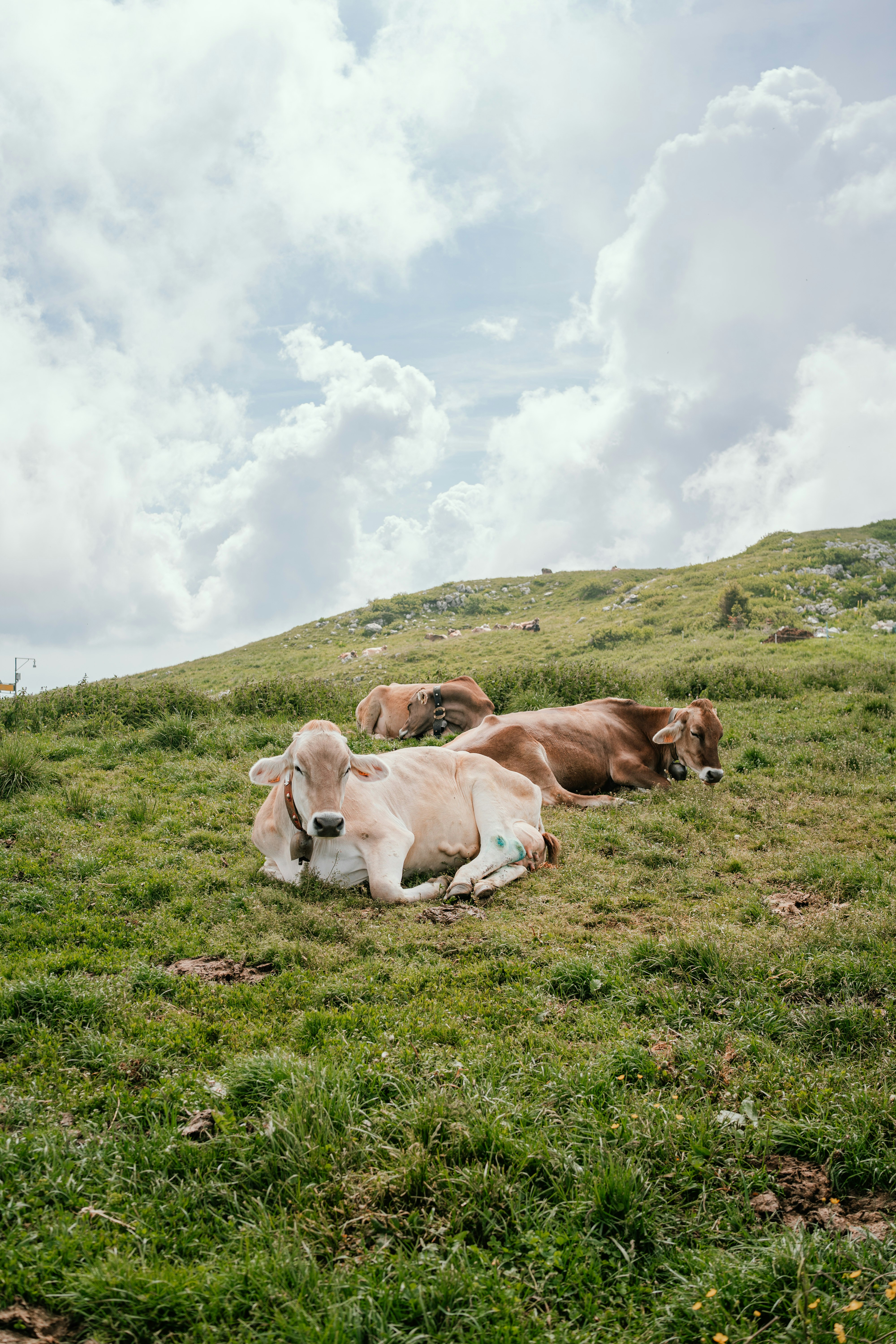 Pasture Rest: Two Cows on a hillside under a bright sky