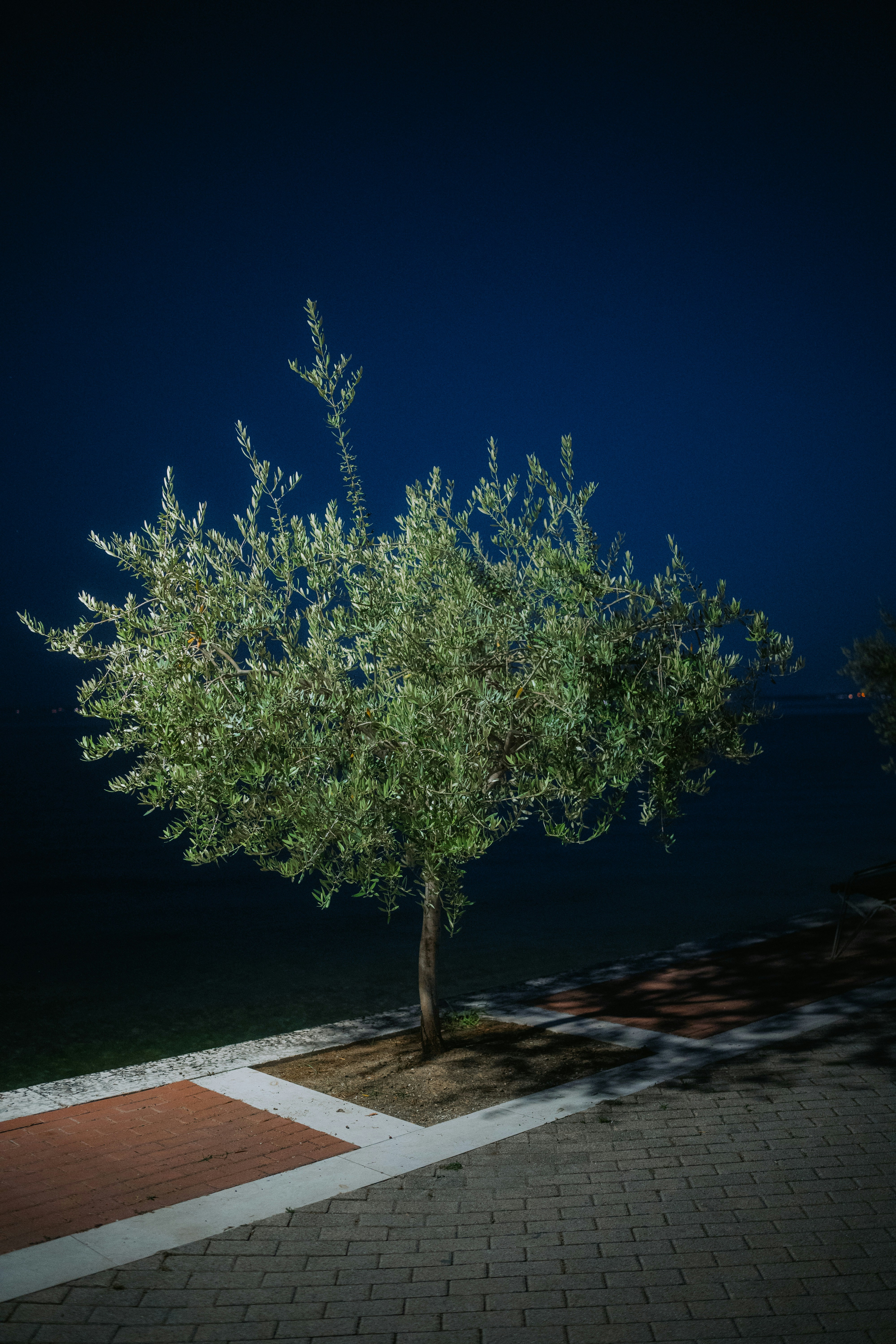 Lone Olive Tree by Nightfall on a Seaside Promenade