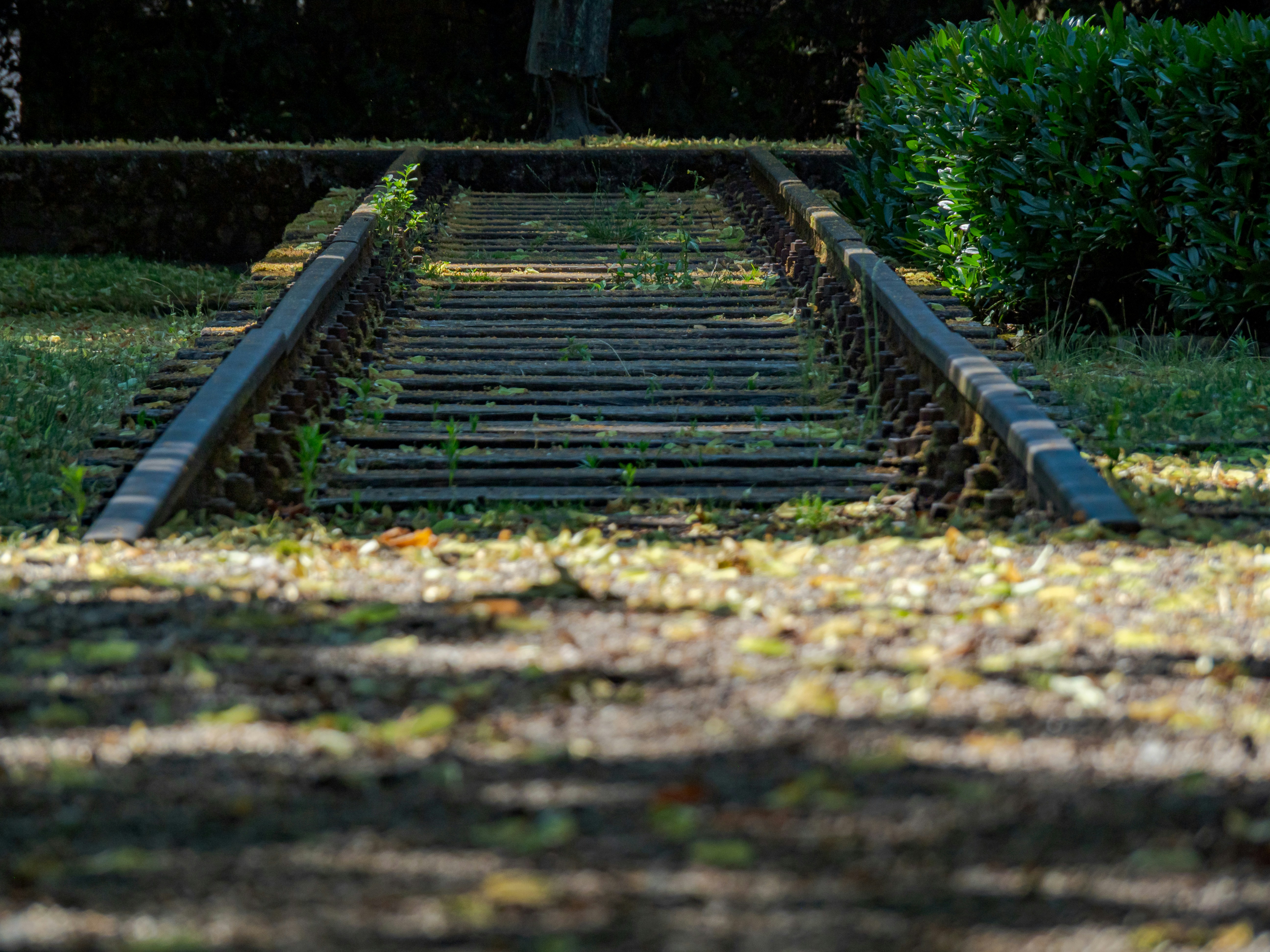 Overgrown Rails: A Quiet Descent into the Park