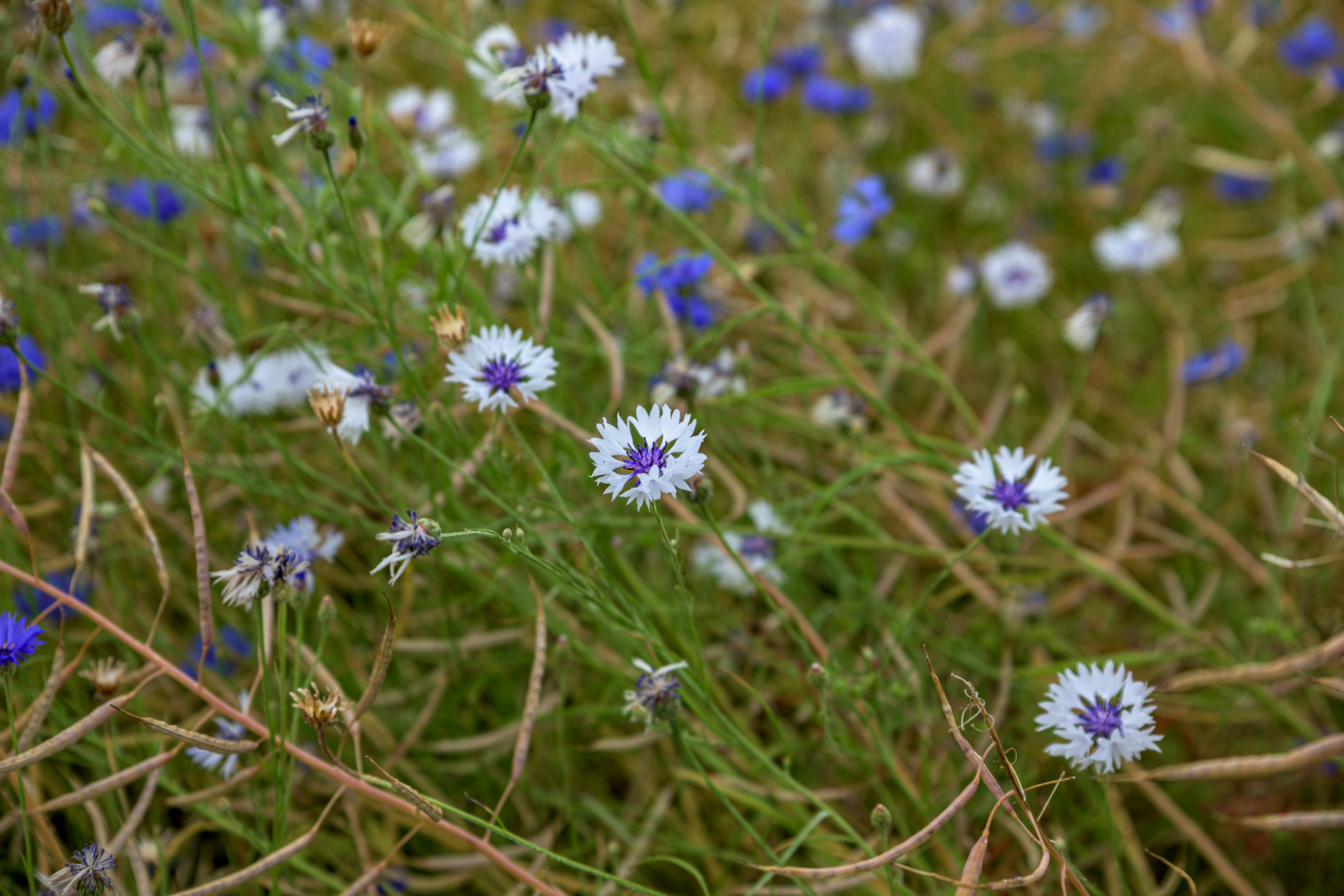 Azure Dotted Meadow: Tiny Florals in a Wild Carpet