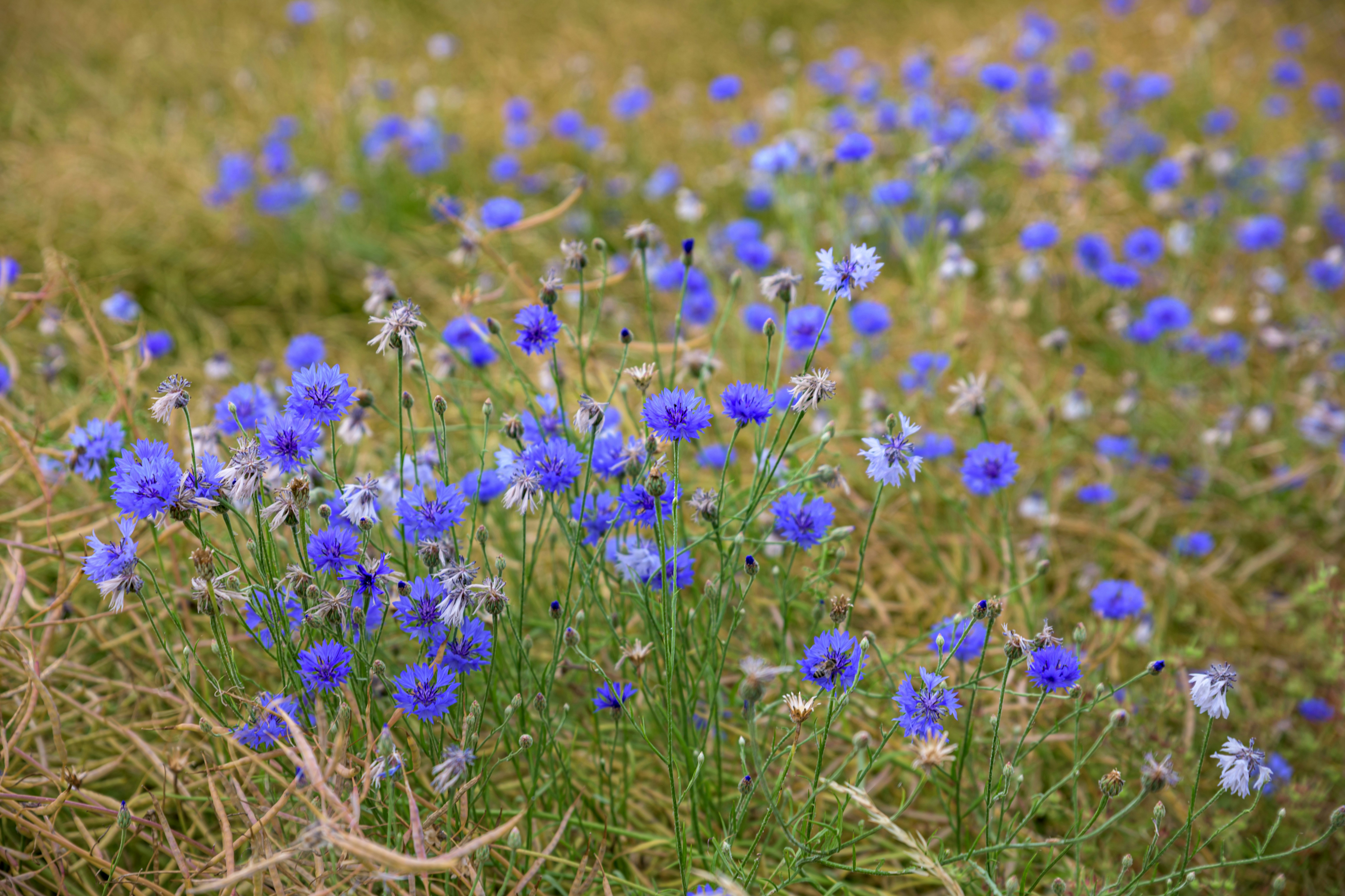 Blue Meadow in Warm Light