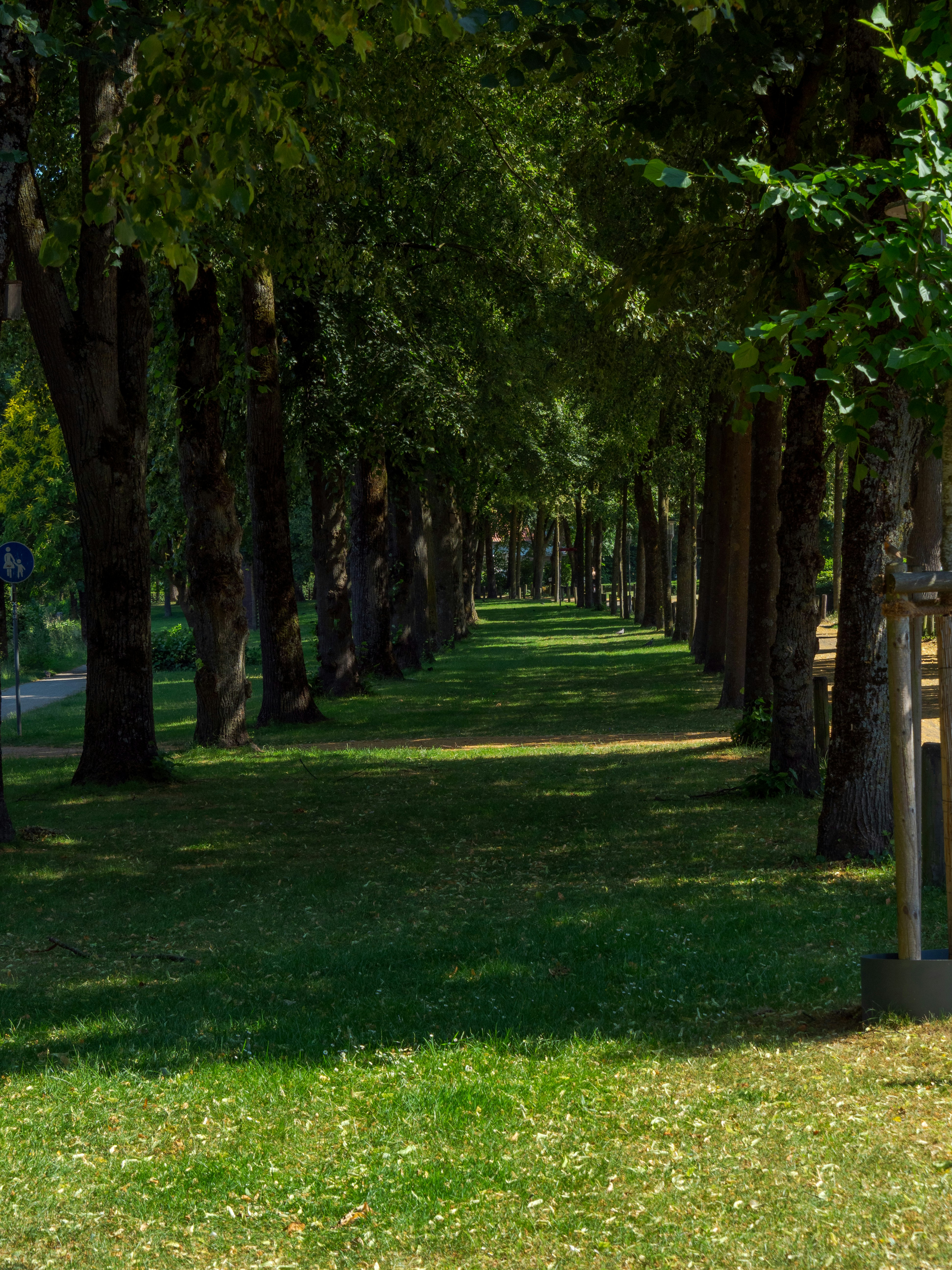 Cathedral Avenue: dappled light through an axis of trees