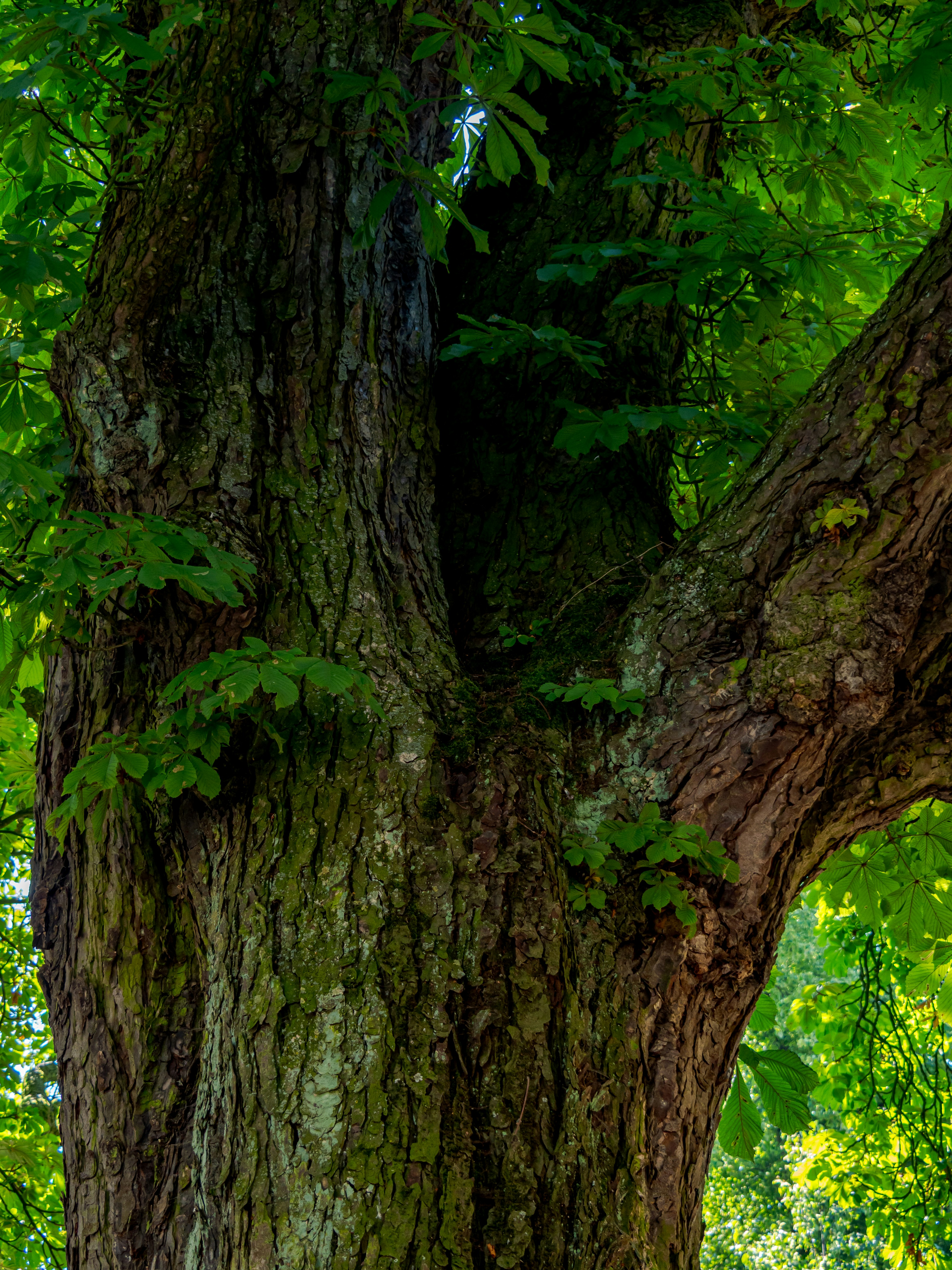 Ancient Oak Split by a Lurching Branch