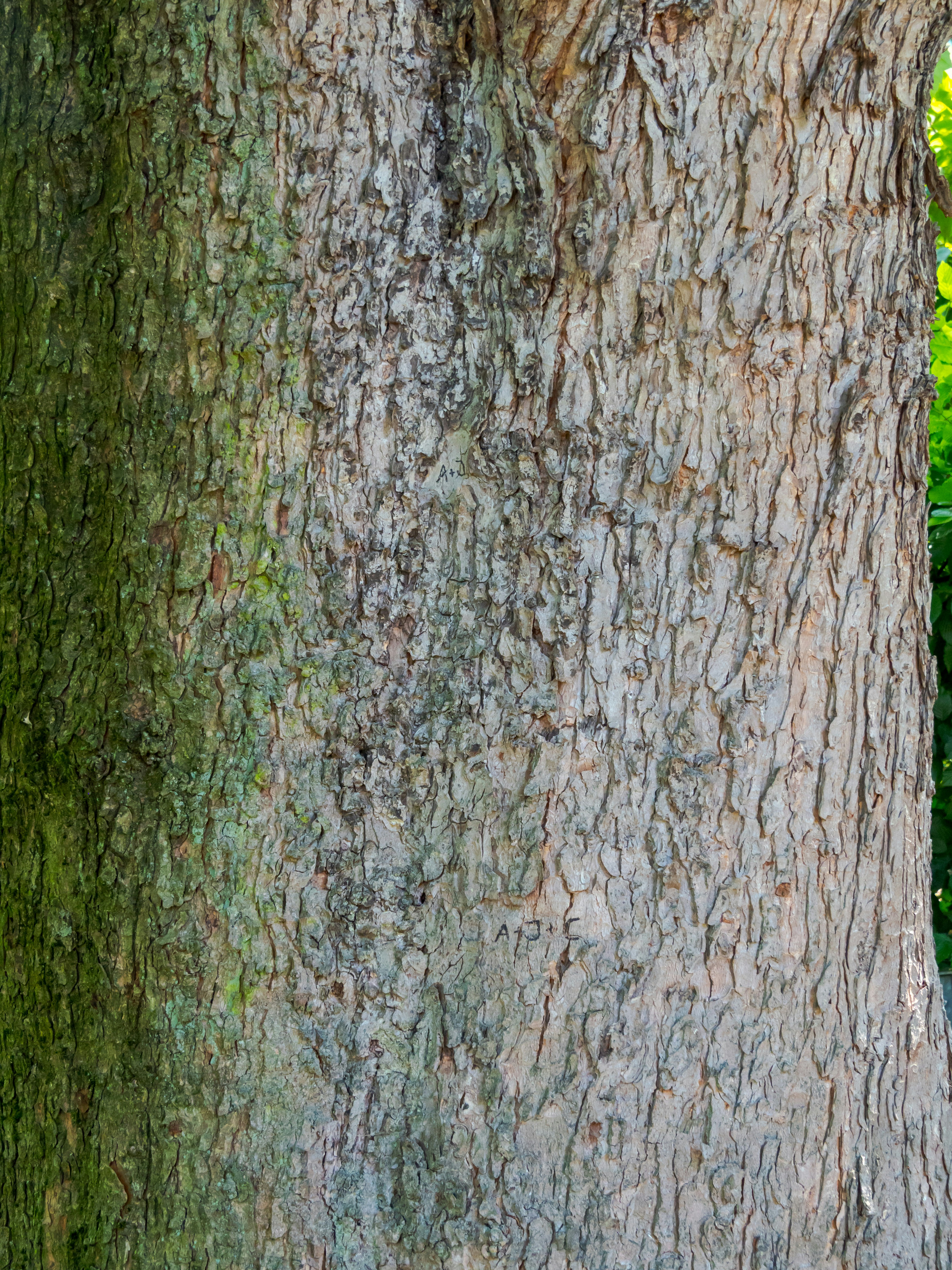 Rugged Bark Mosaic: Texture Close-Up of an Old Trunk