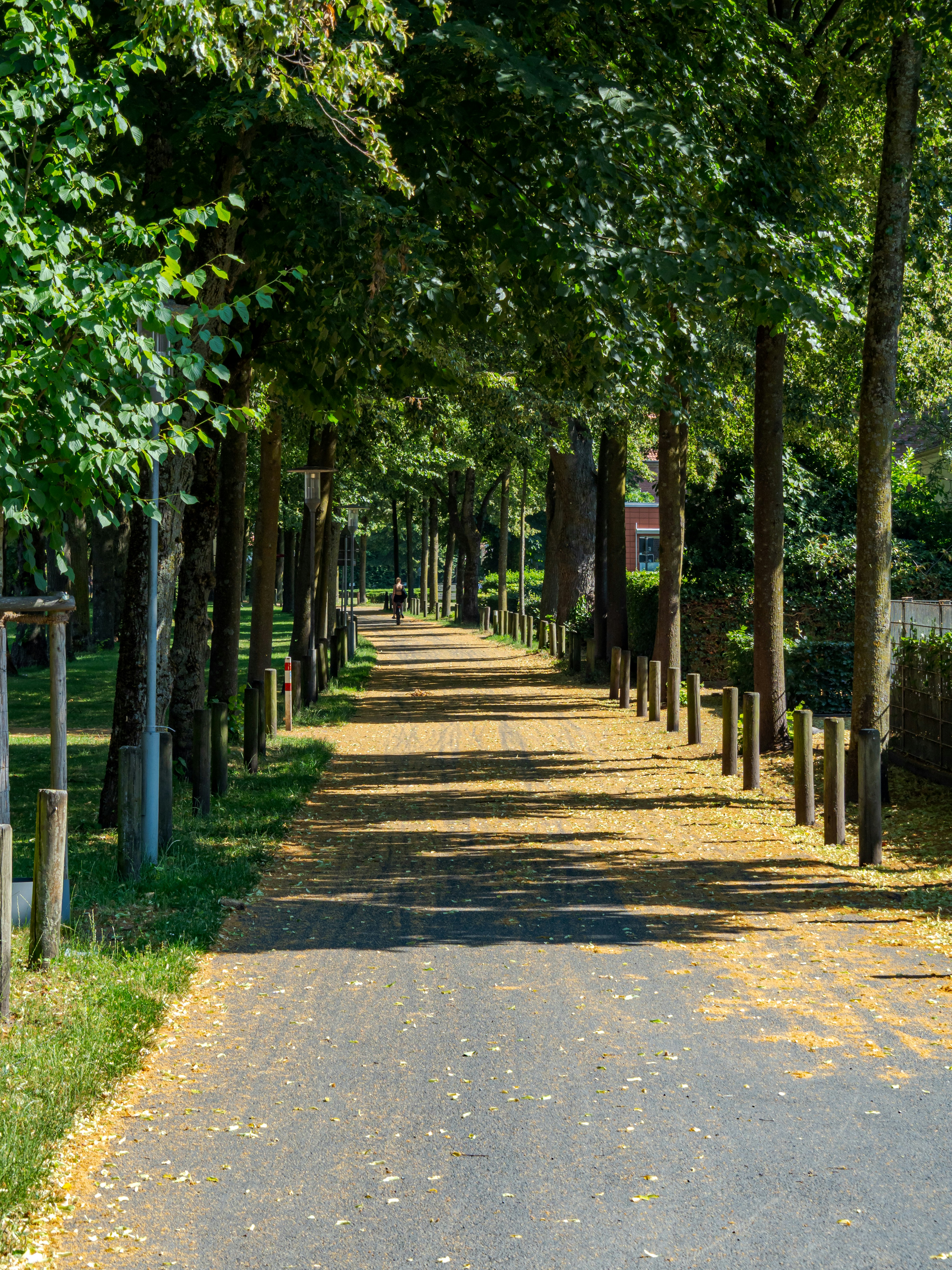 A Sunlit Tree-Canopy Path