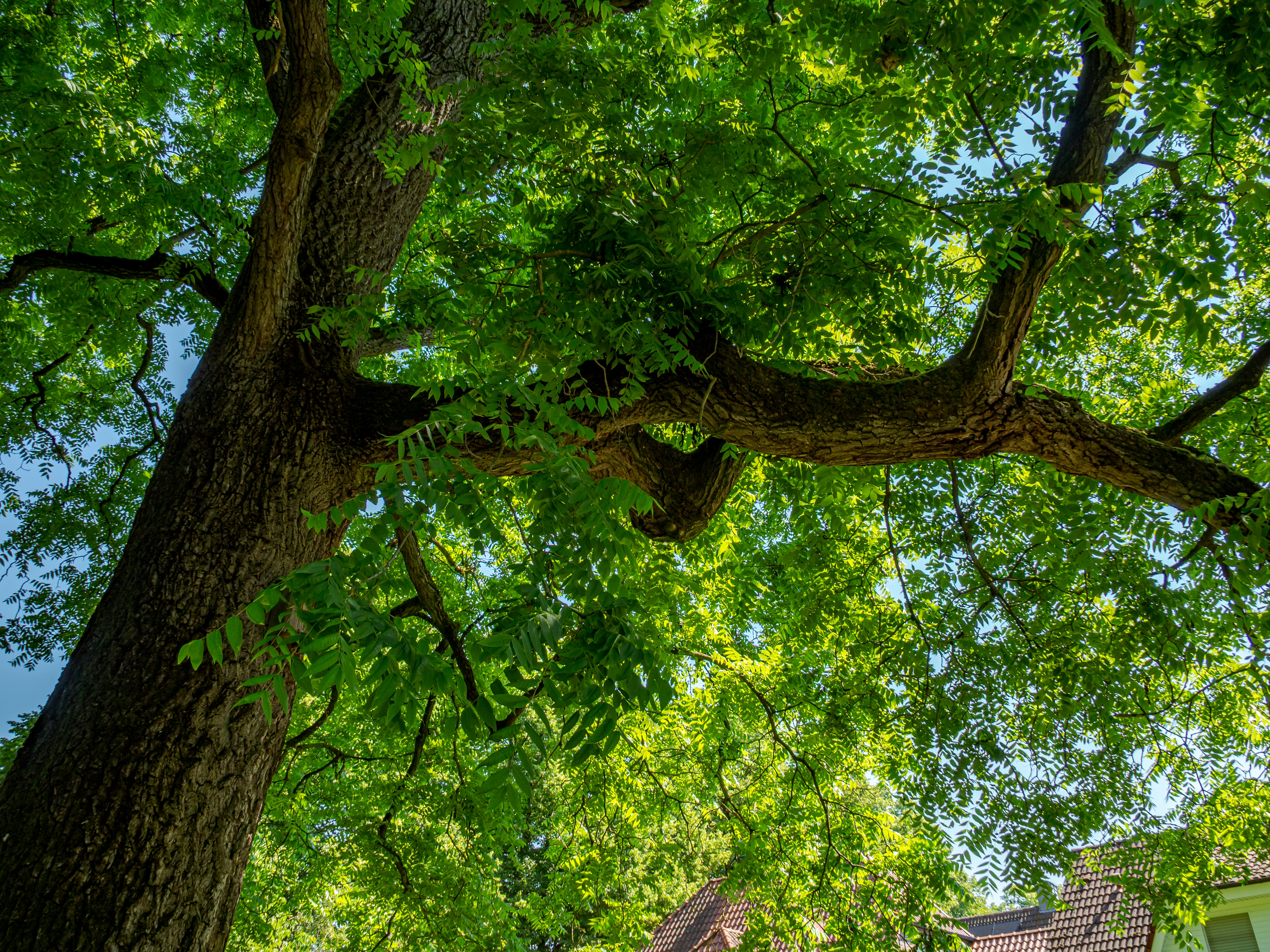 Sunlit Canopy: A Leafy Cathedral of Green