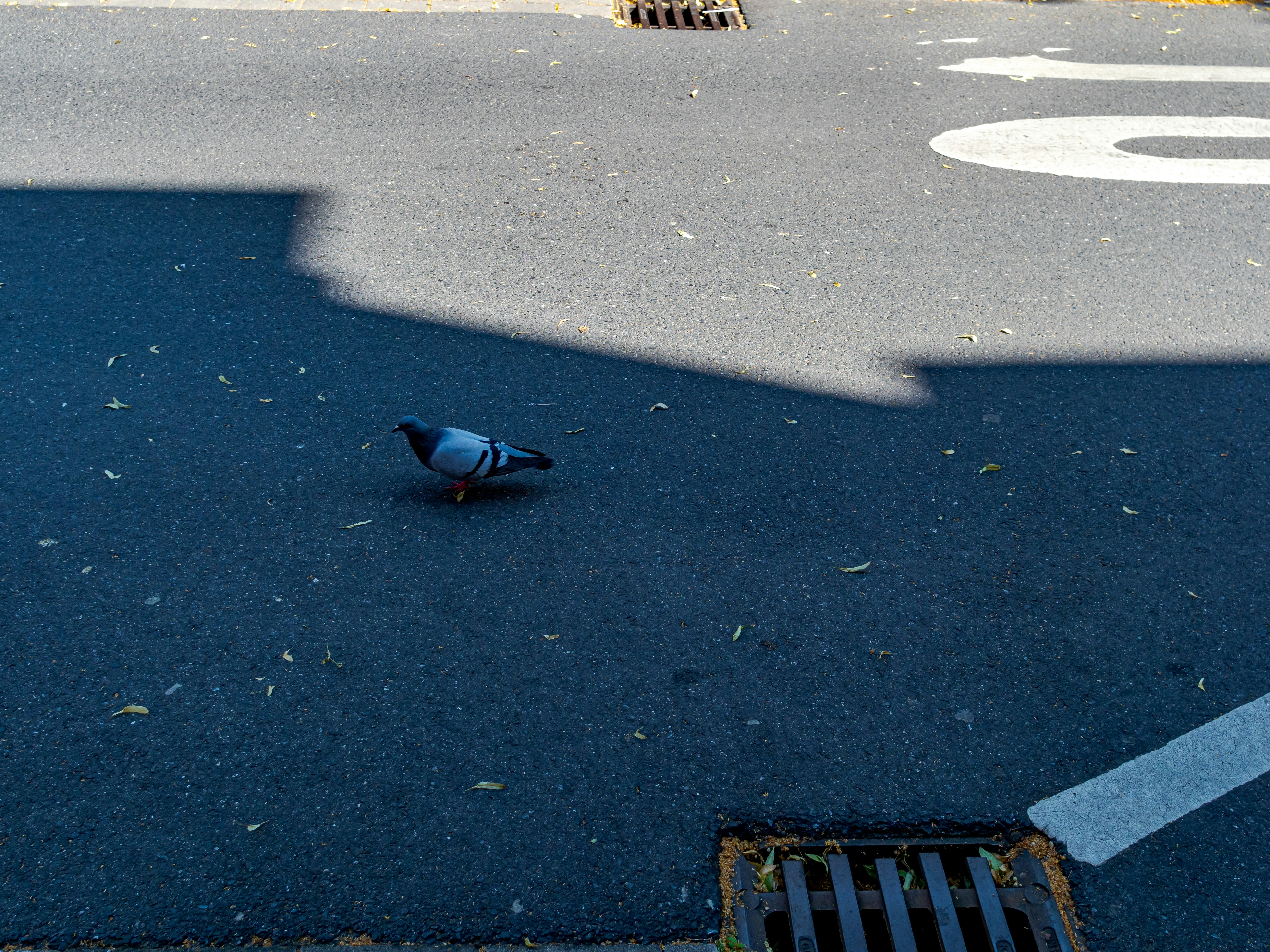 Single Blue-gray Bird on City Asphalt Beneath a Shadow