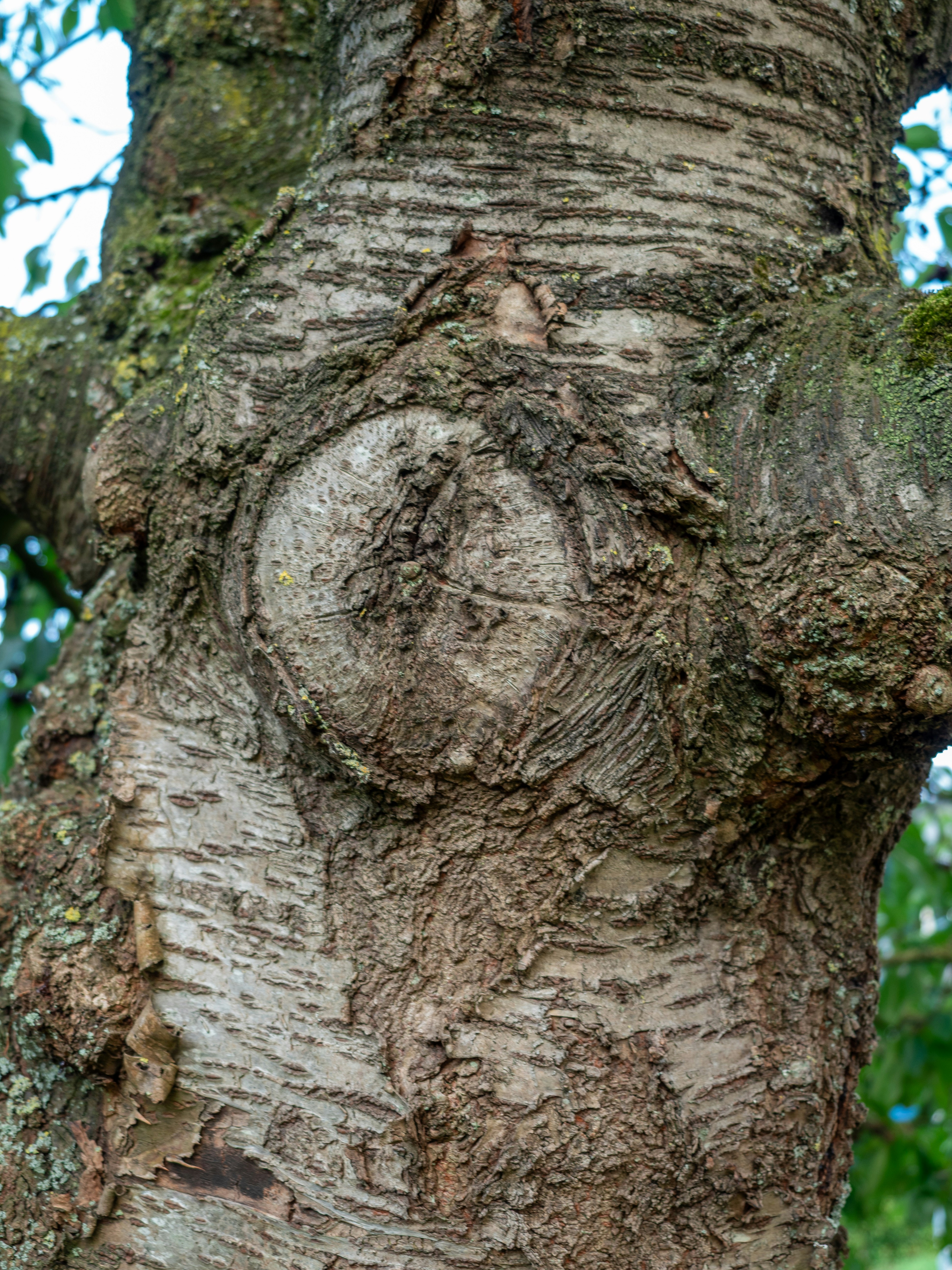 Ancient Tree Knot: The Verdant Contemplation at Dusk